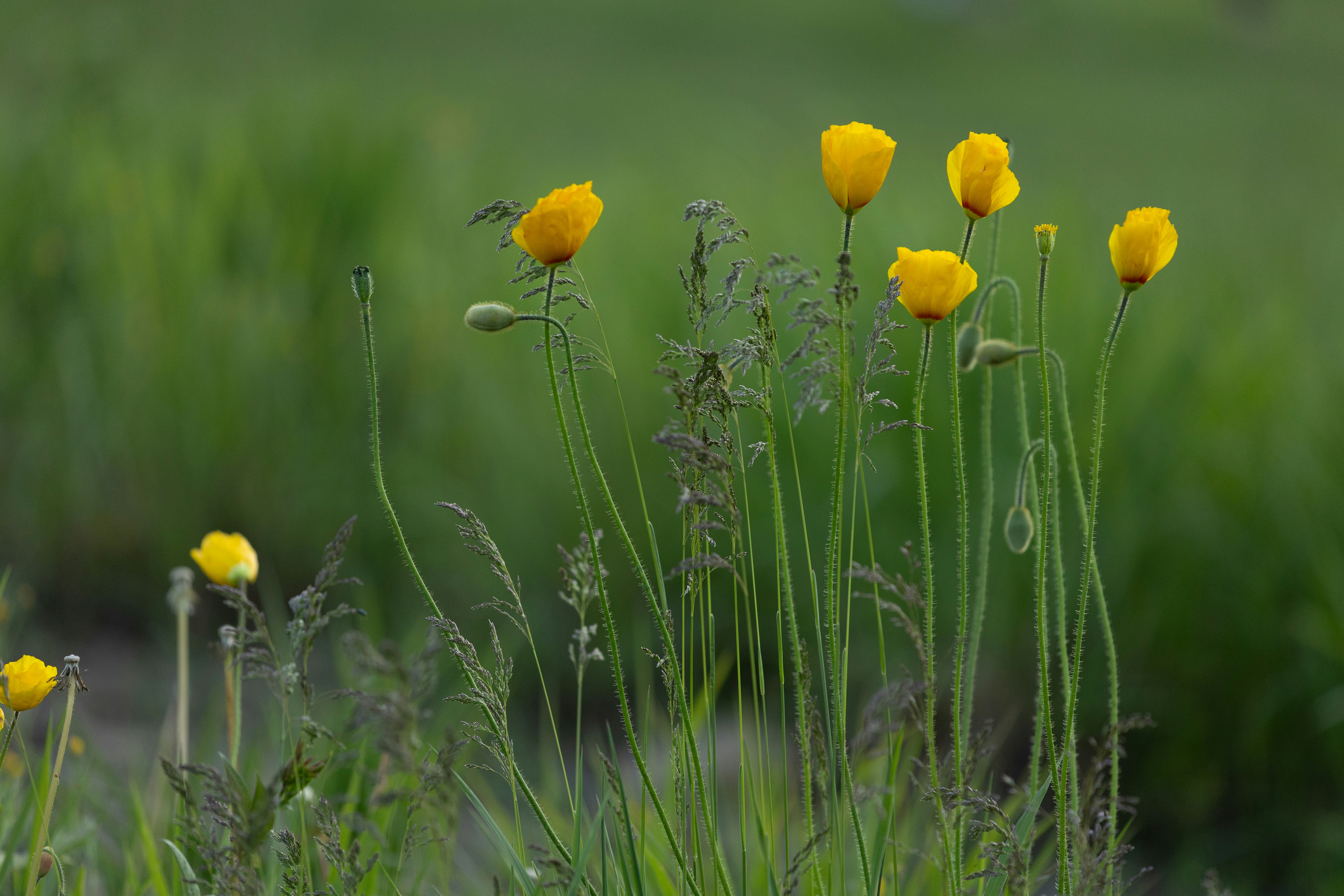 Yellow Himalayan Poppies in Bloom | Yellow wildflowers bloom in a lush, green field.