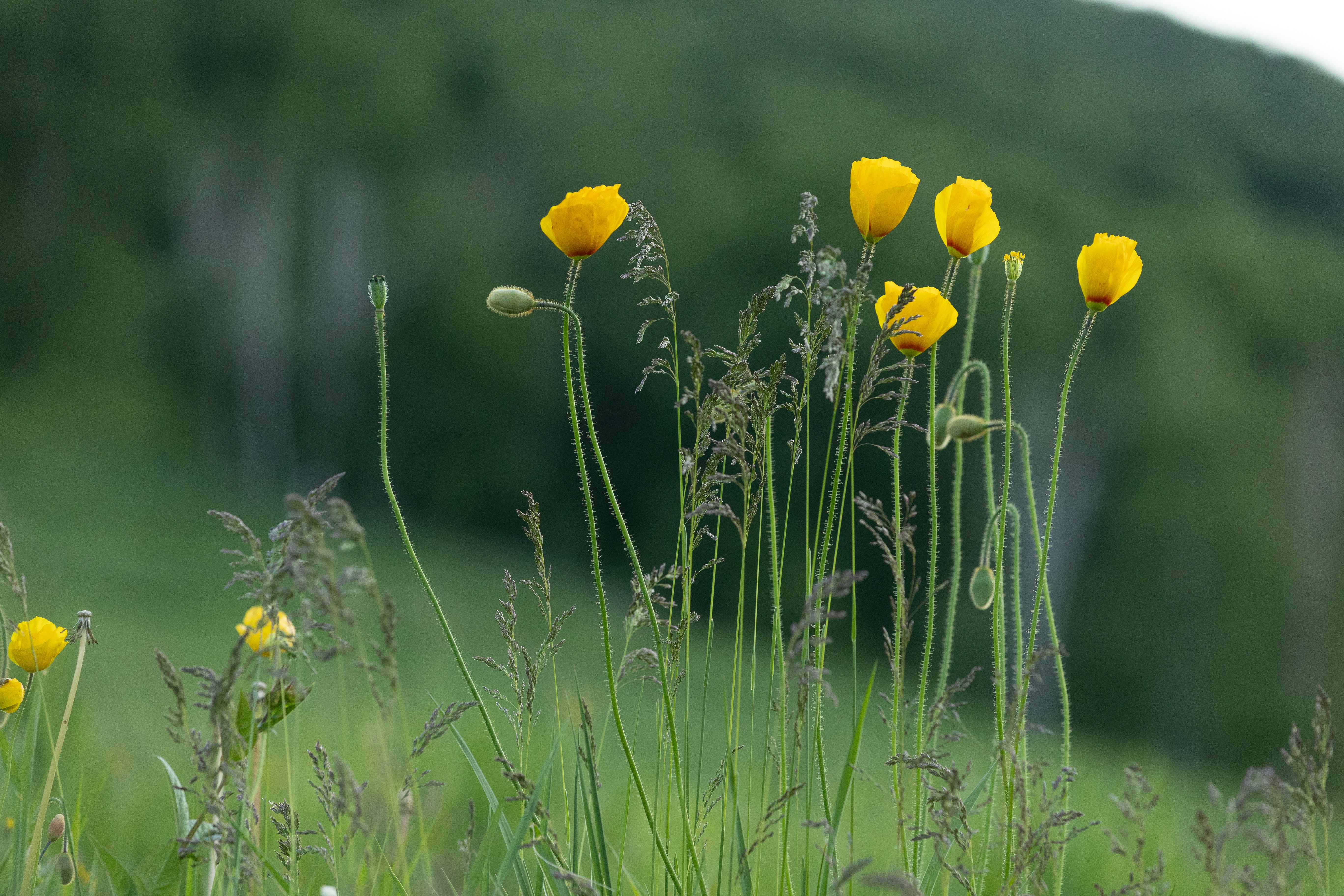Golden Poppies on a Wind-Warmed Meadow in Velvet Focus