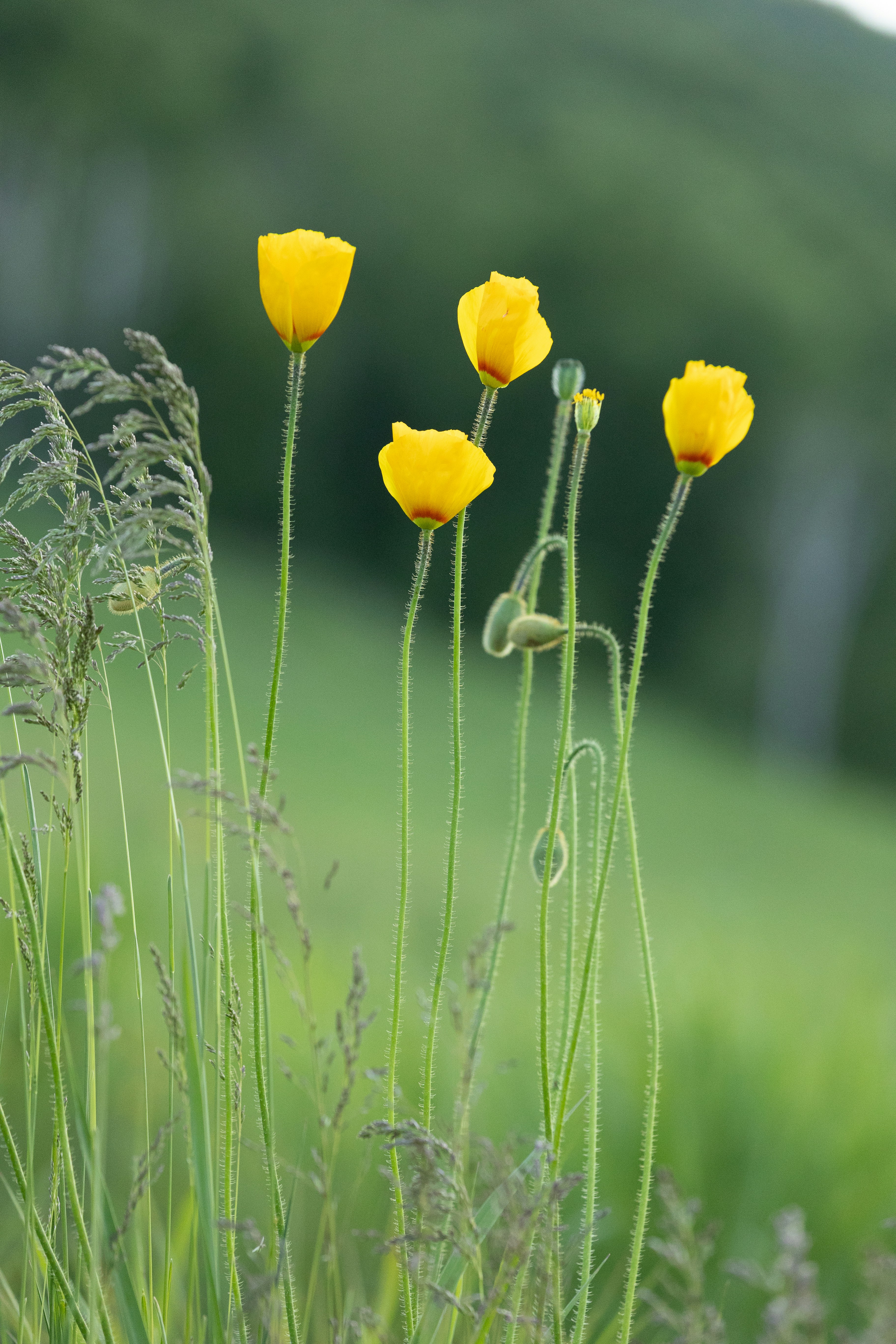 Golden Blooms in the Gentle Breeze