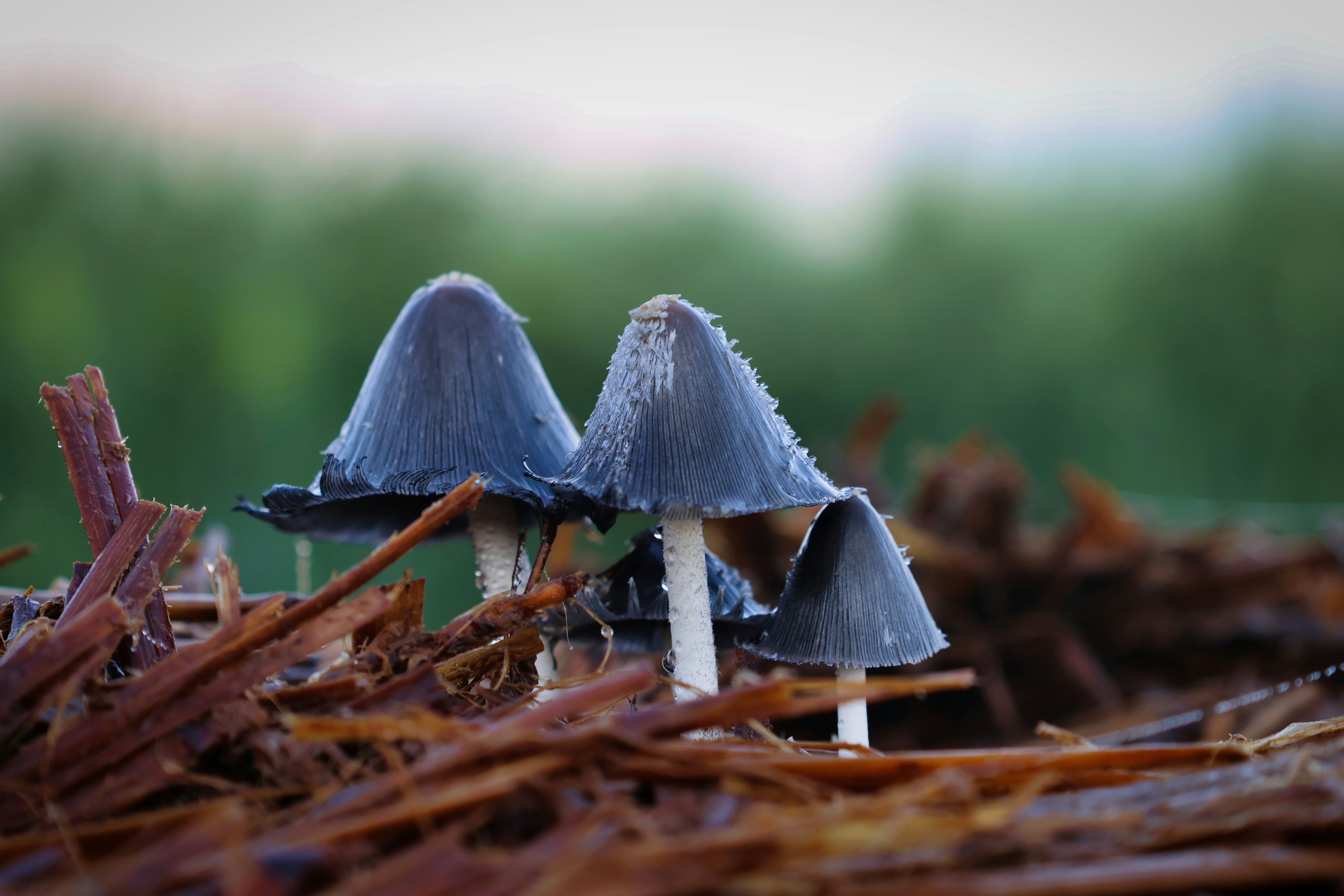 Mushrooms sprout from wood chips in nature. photo – Free Fungi Image on ...