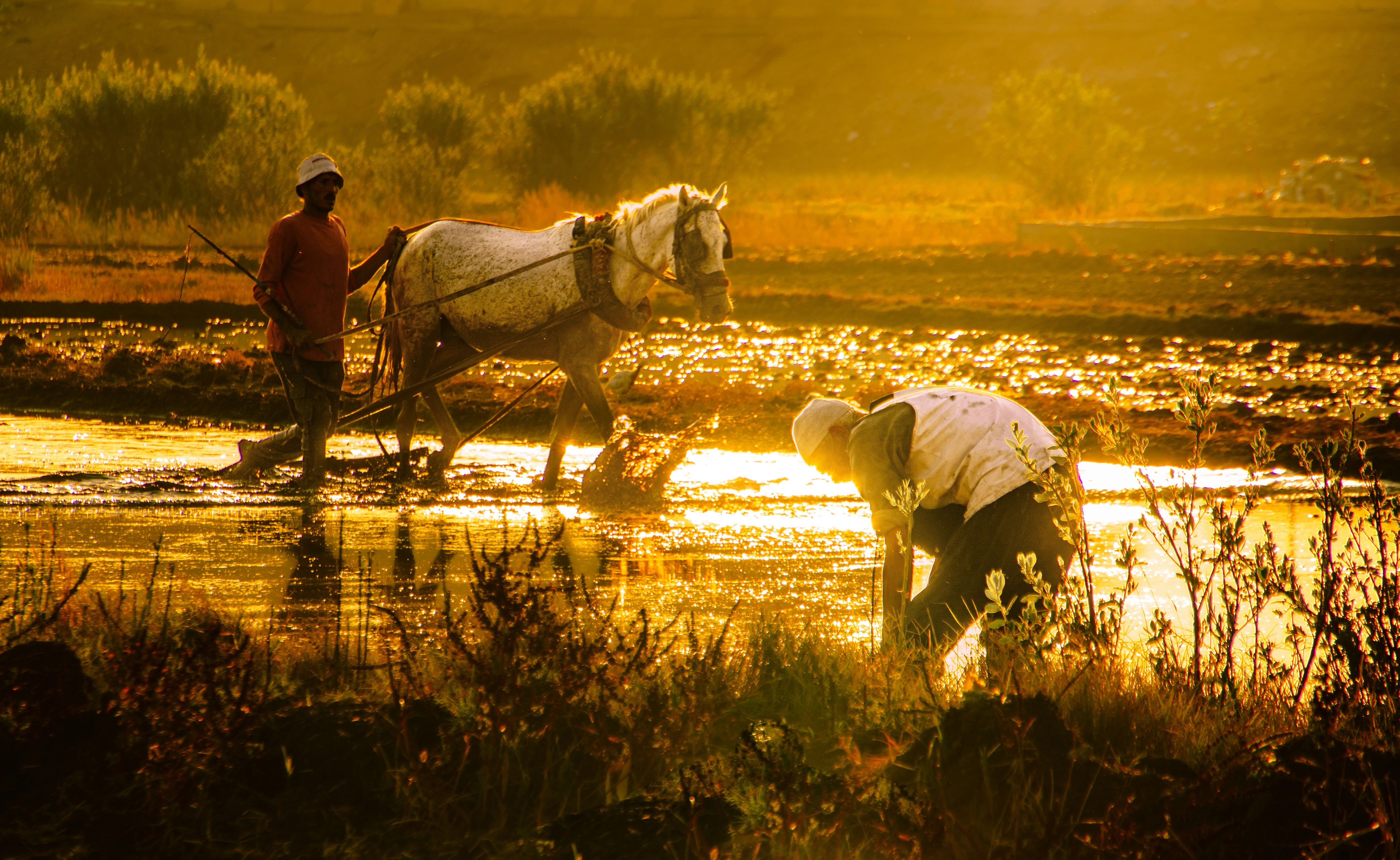 Farmers working in a flooded field at sunset, accompanied by a horse, showcasing traditional agricultural practices. The warm glow of the sun enhances the serene atmosphere.