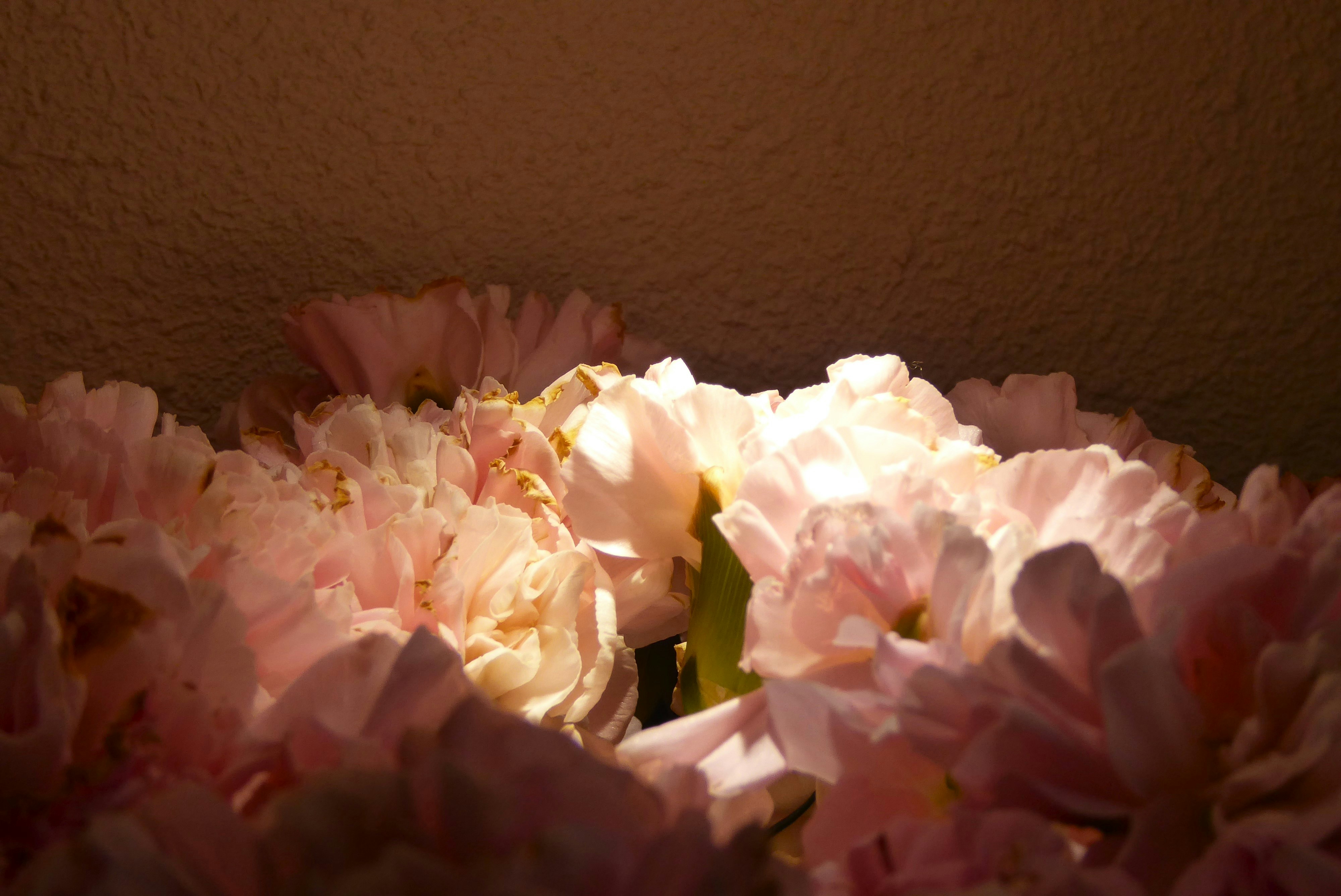 Dusk-Lit Pink Petal Cluster: A Quiet Floral Glow