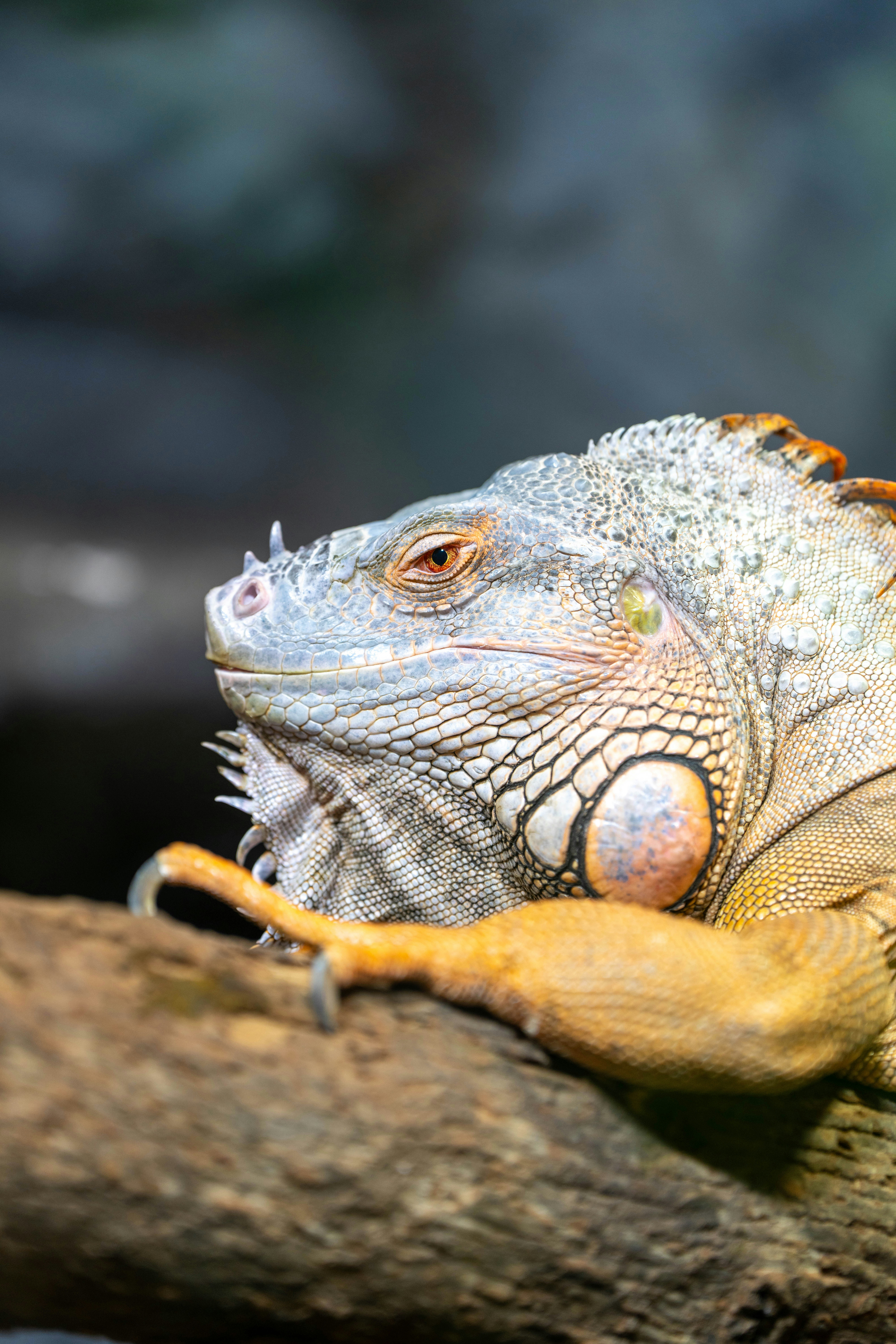 Close-up of an iguana resting on a branch, showcasing its textured skin and vibrant colors. The background is softly blurred, emphasizing the subject.