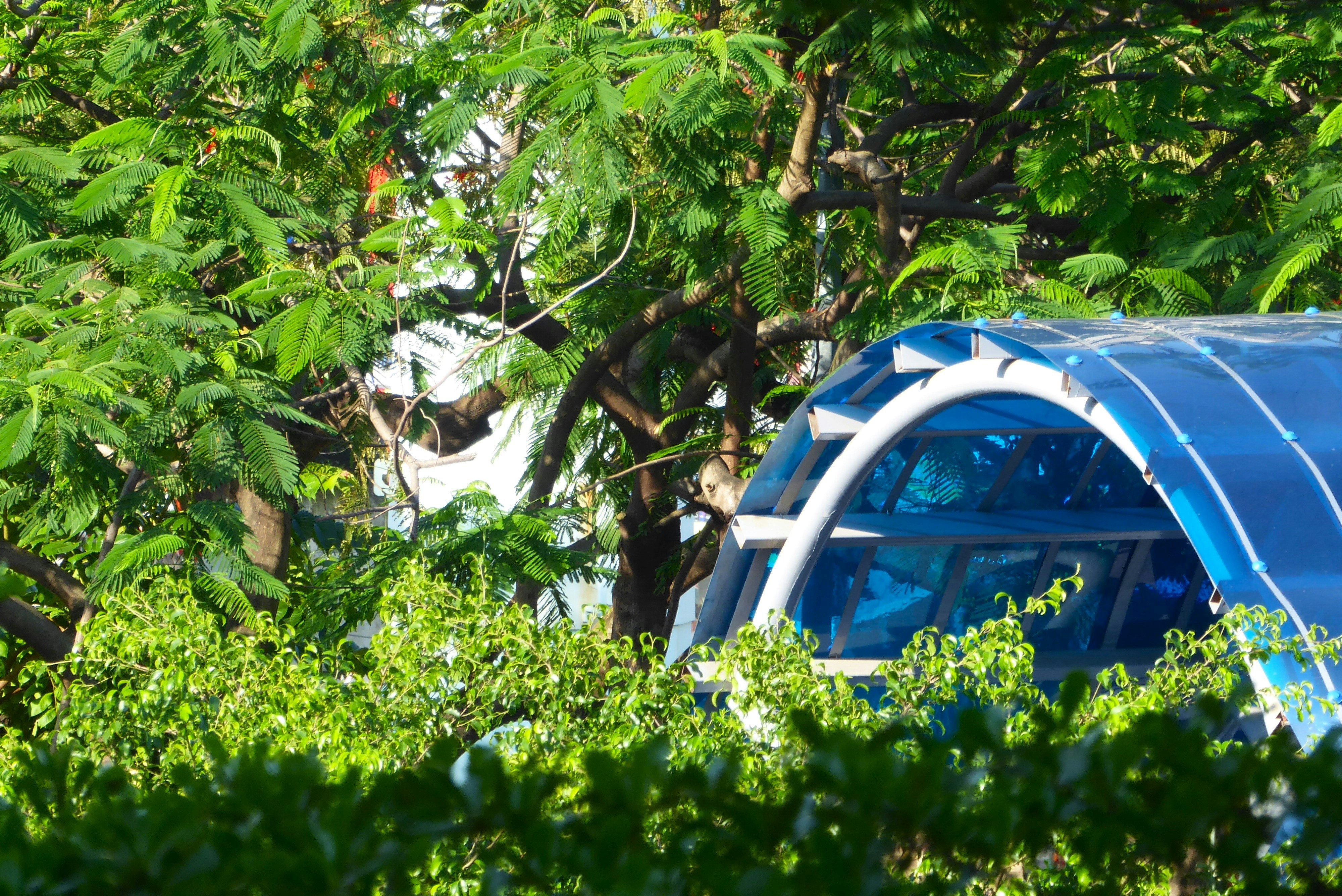 A blue structure partially obscured by lush greenery.