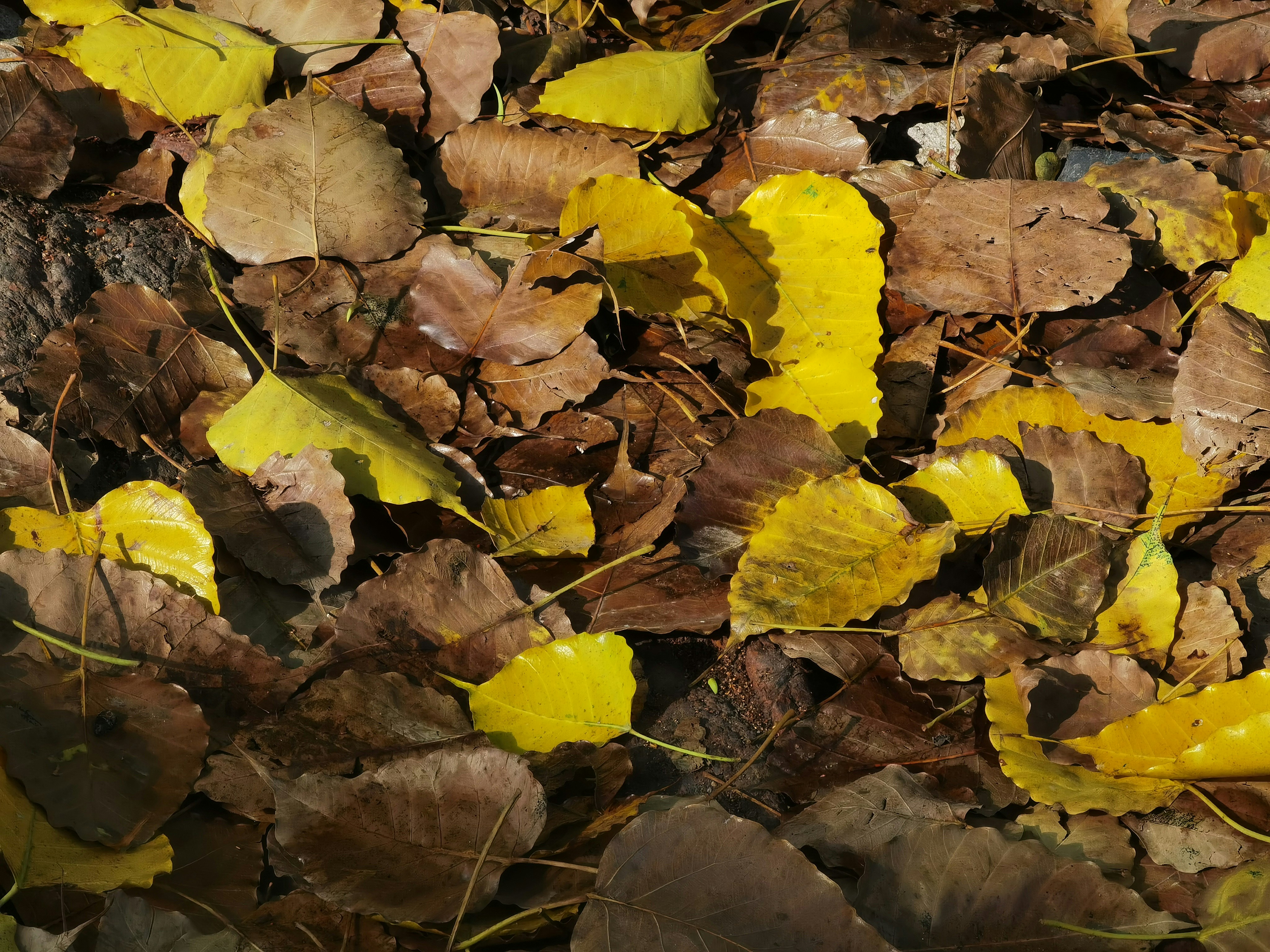 Yellow and brown leaves are scattered on the ground.