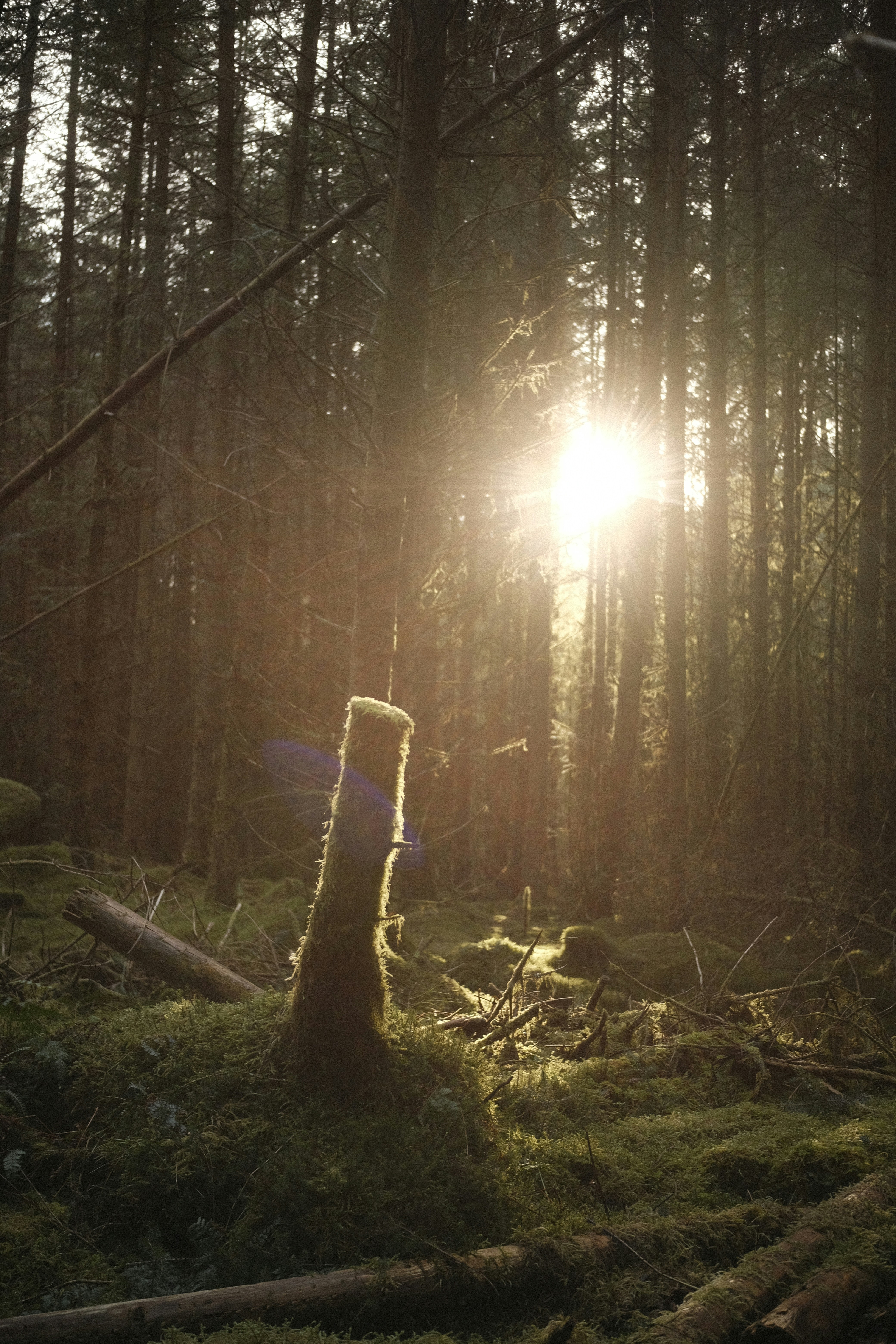Whispers of the Forest: A Glimpse of Sunlit Serenity