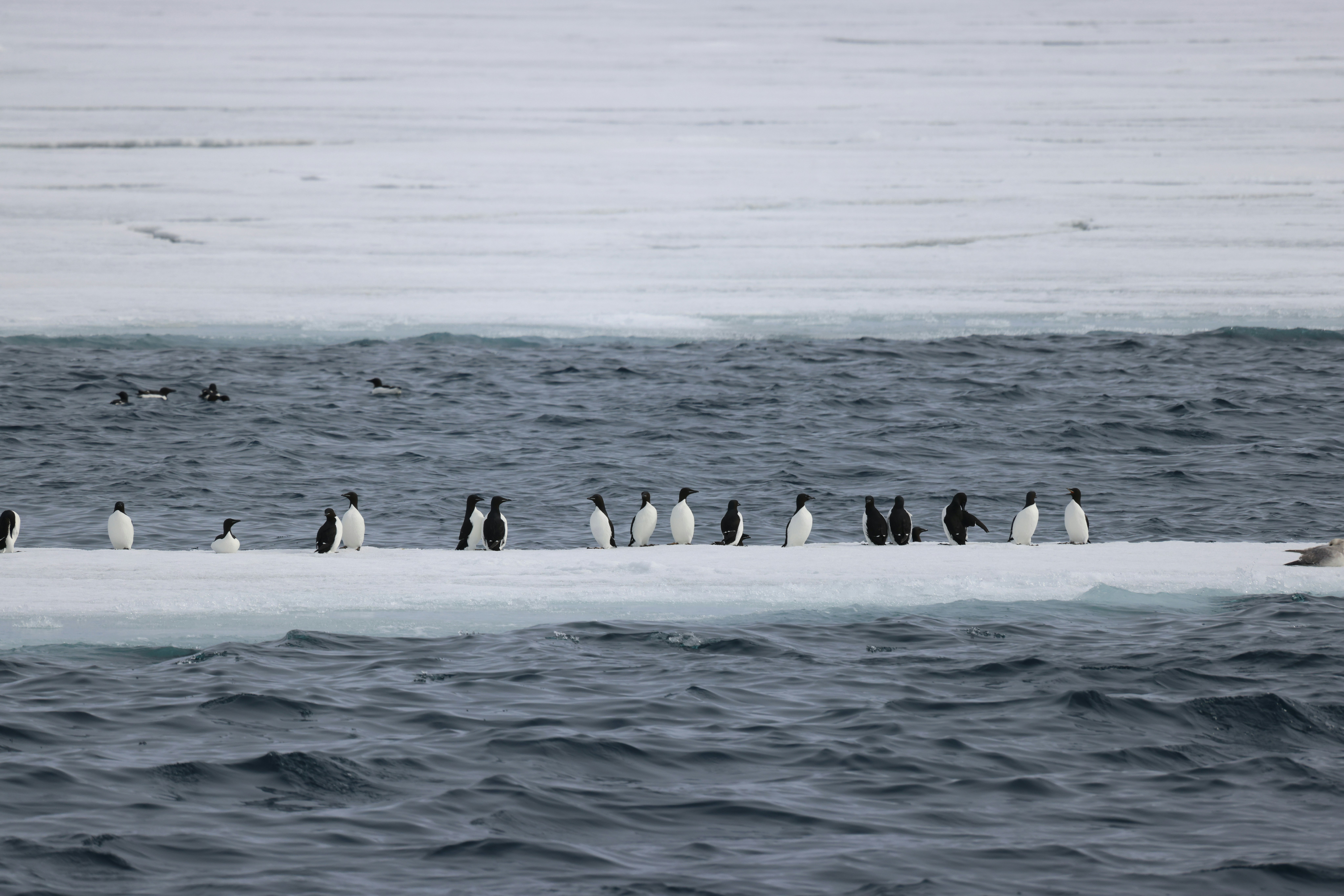 A group of penguins resting on an ice floe amidst the deep blue ocean, showcasing their unique black and white plumage against the stark icy backdrop.
