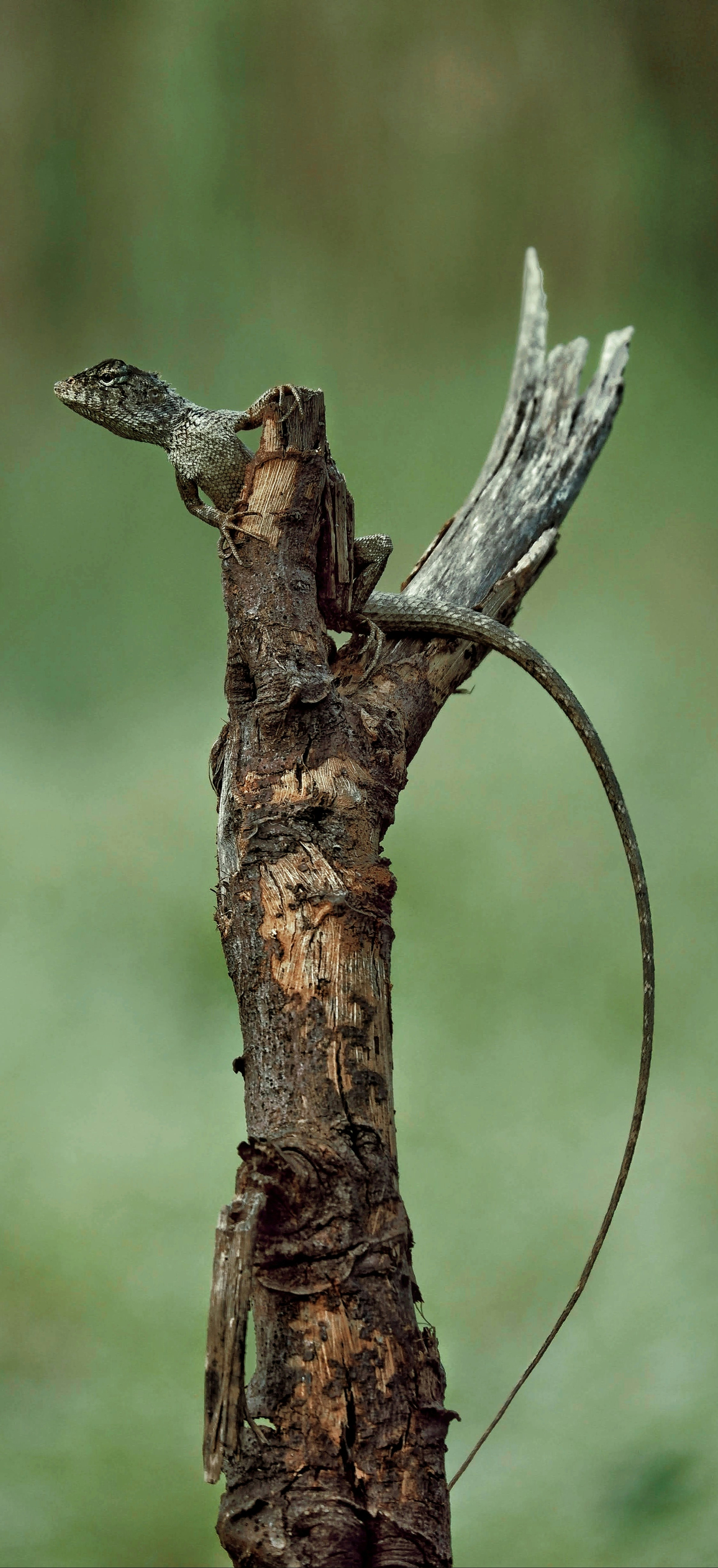 A lizard perches on a weathered tree branch. photo – Free Animal Image ...