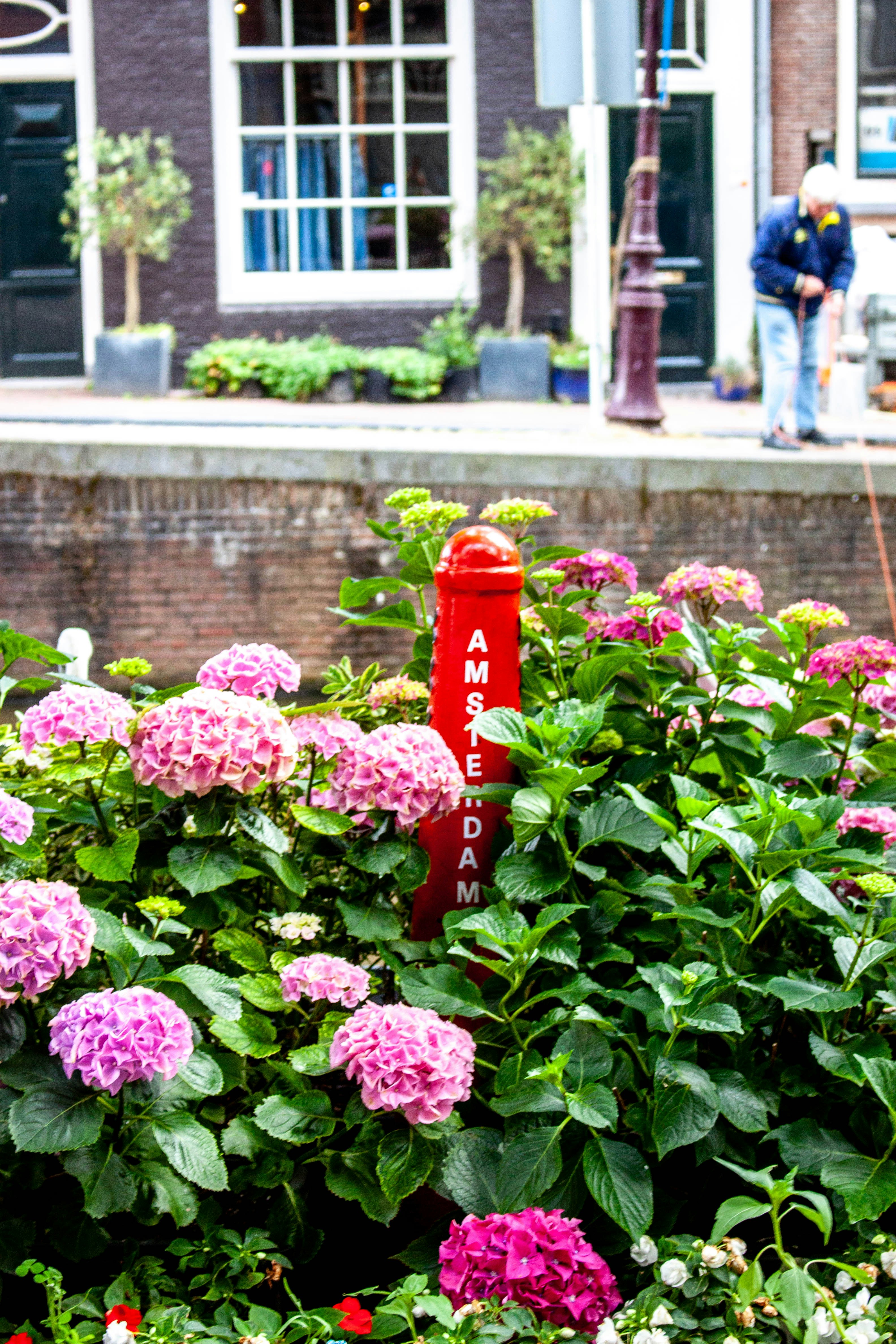 Crimson Amsterdam Post Rising Through a Sea of Pink Hydrangeas