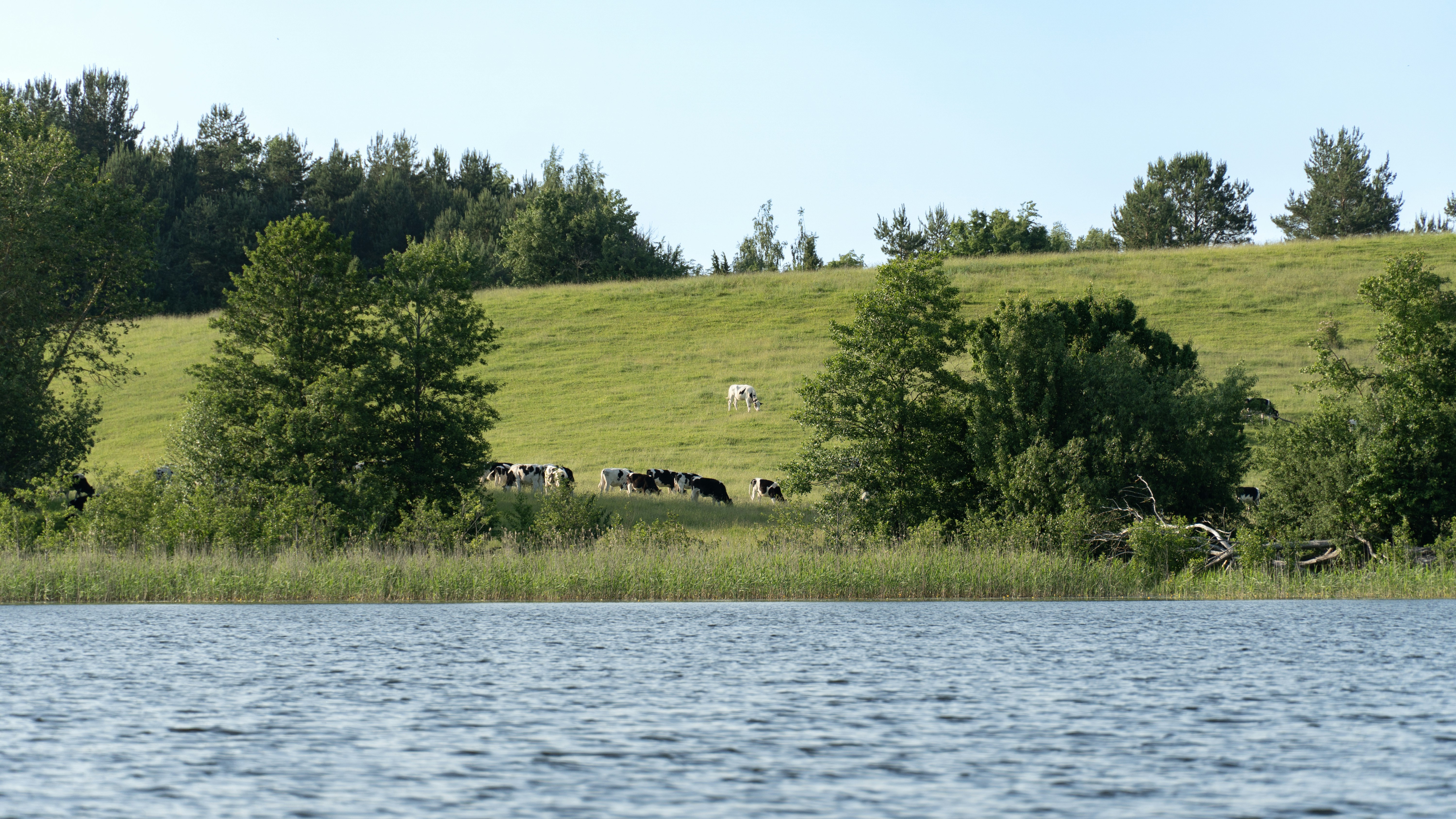 Pastoral Serenity: A Day on the Farm