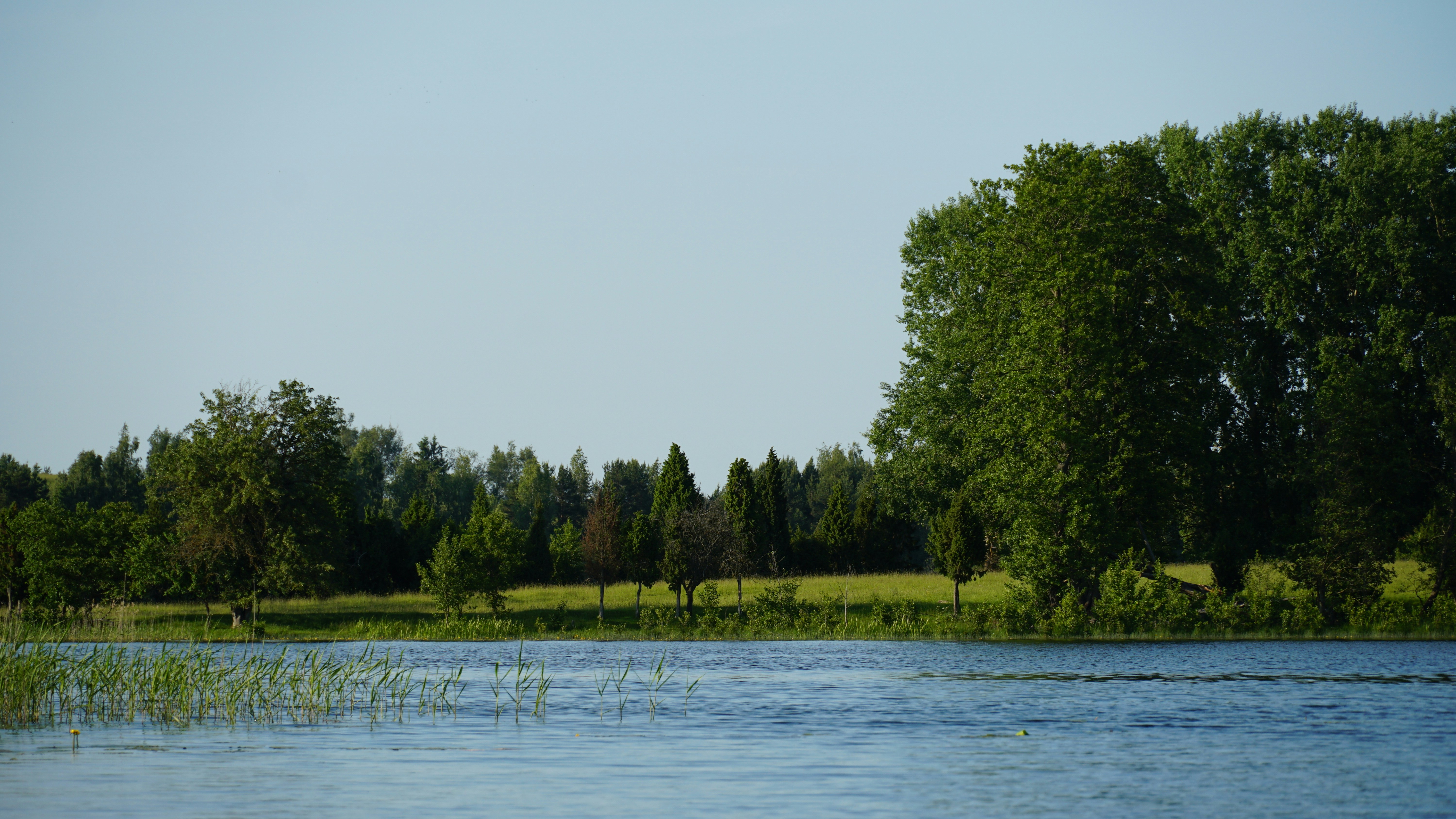 A calm lake borders lush green trees. photo – Free Summer Image on Unsplash