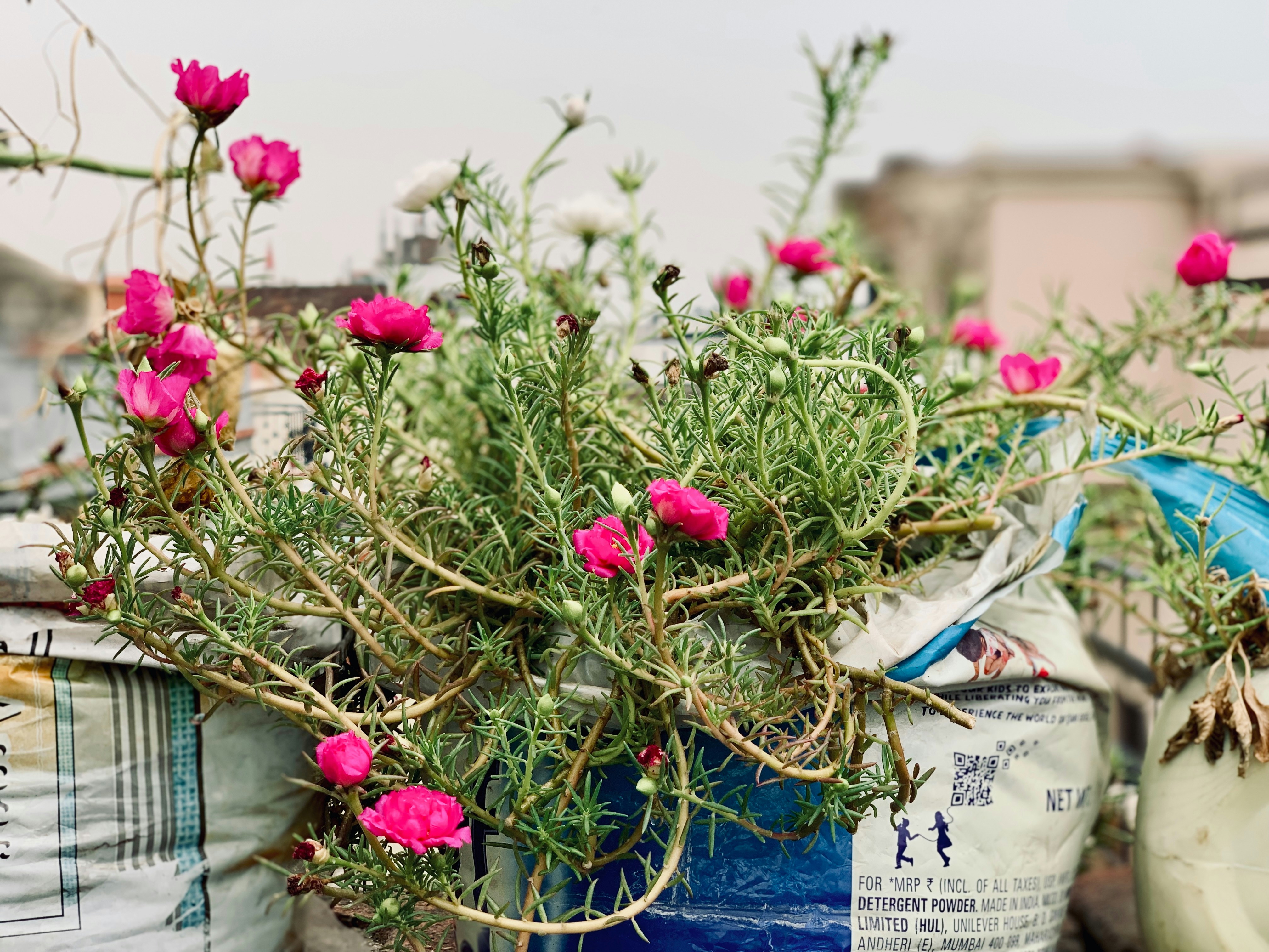Pink Bloom Constellation Above a Weathered Rooftop Planter