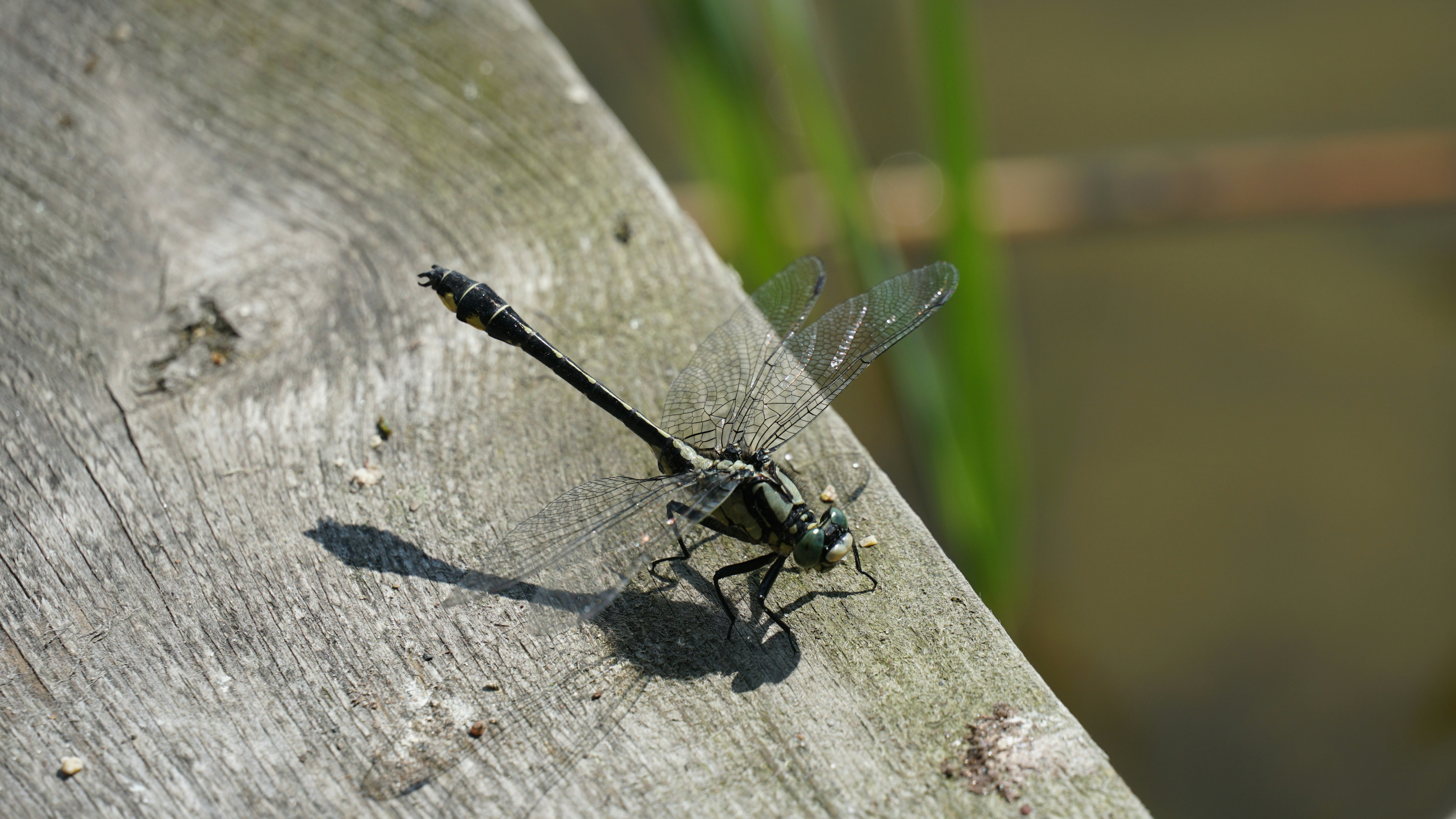 Nature's Delicate Engineer: The Dragonfly's Dance