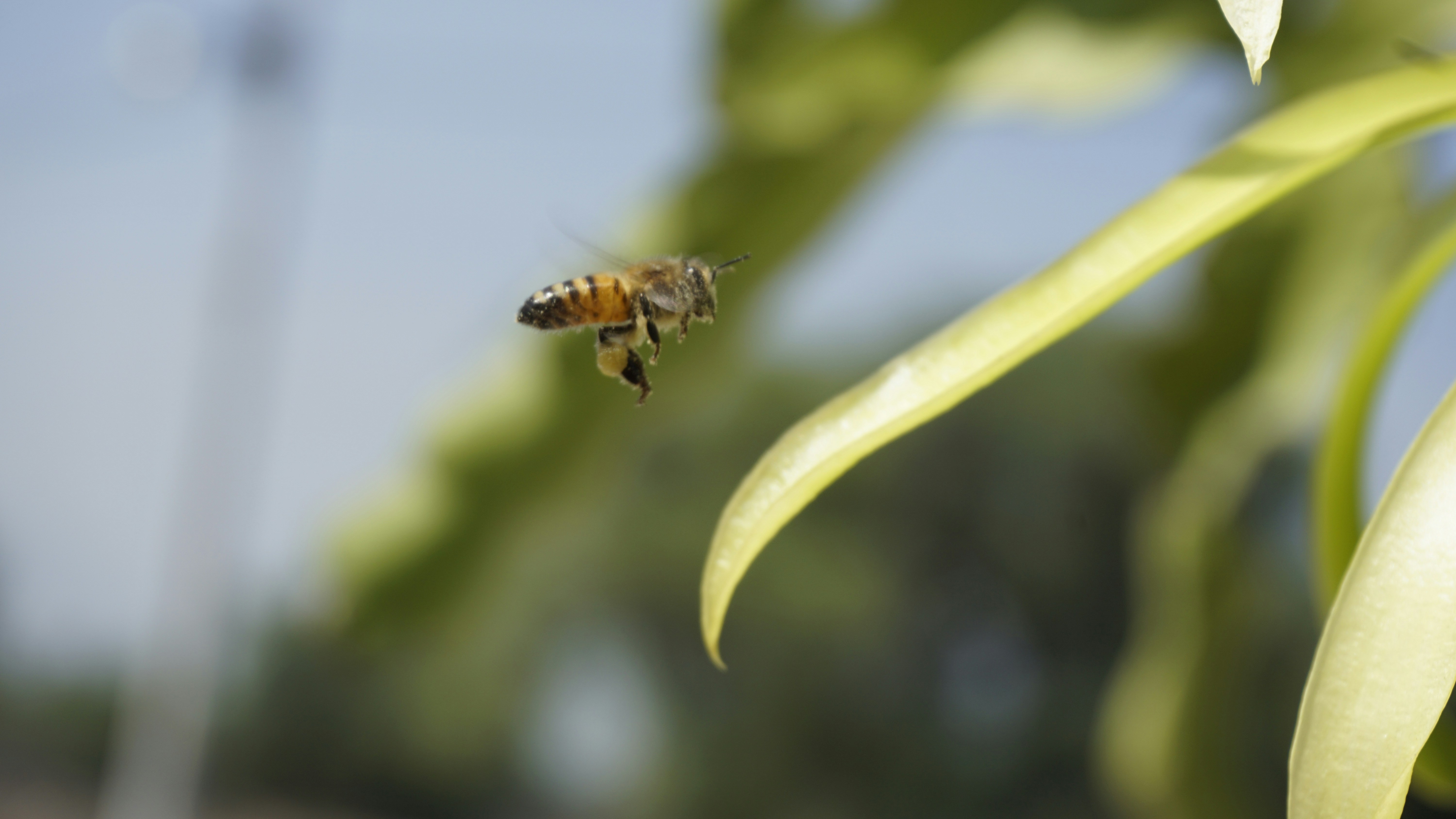 The Dance of Pollination