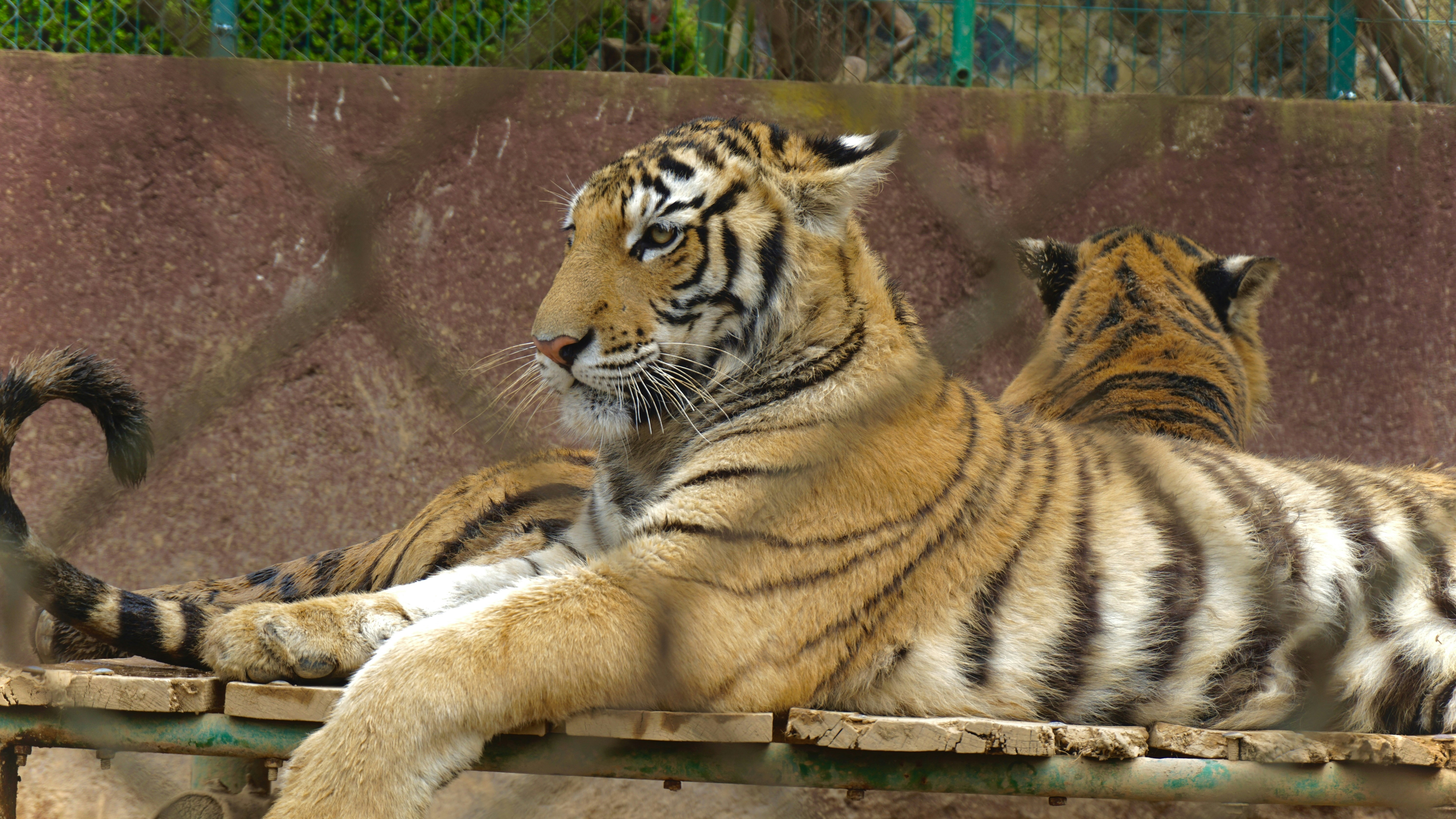 A Moment of Serenity in the Tiger's Domain
