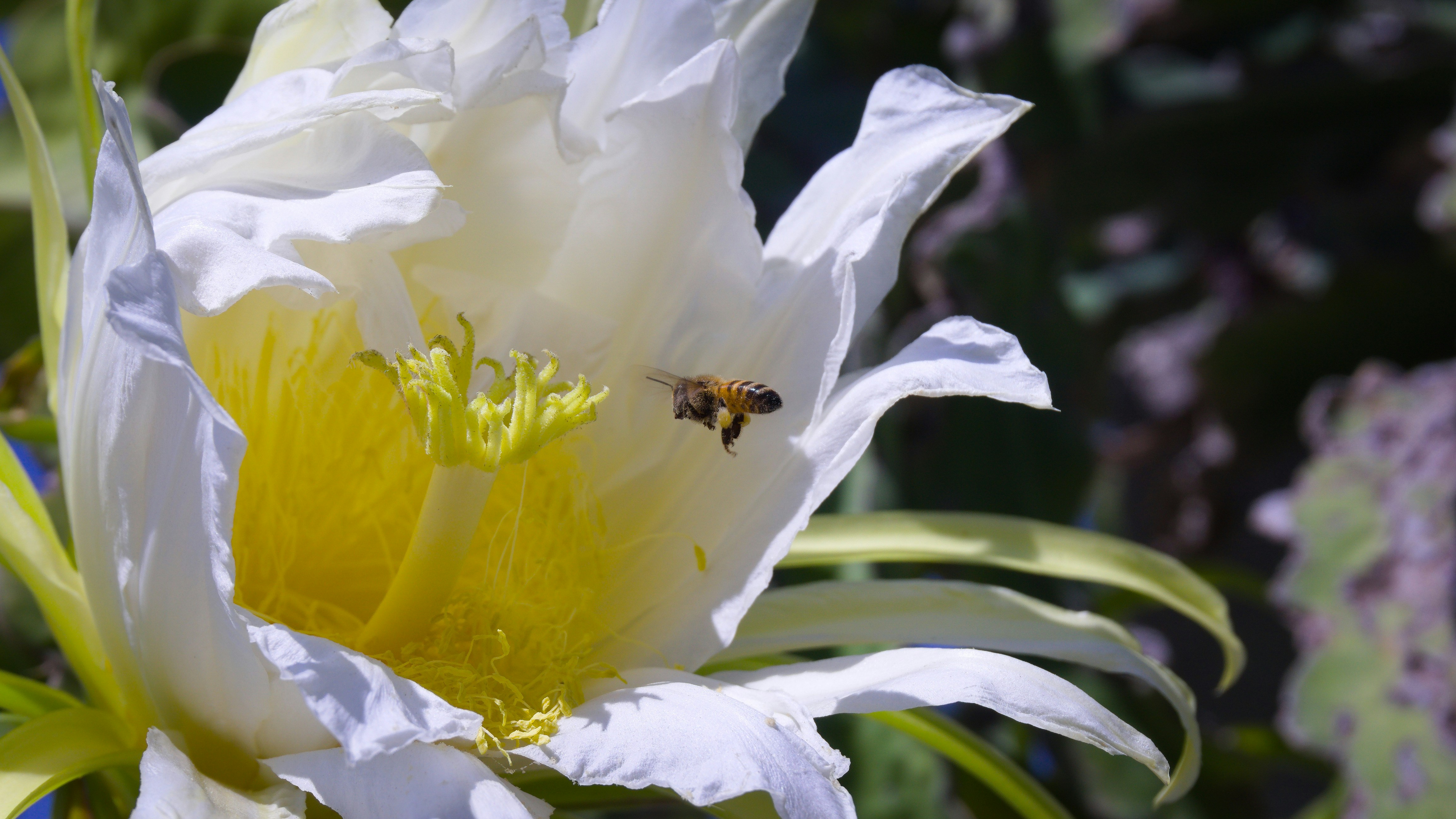 Bee in Flight Above a White Garden Bloom