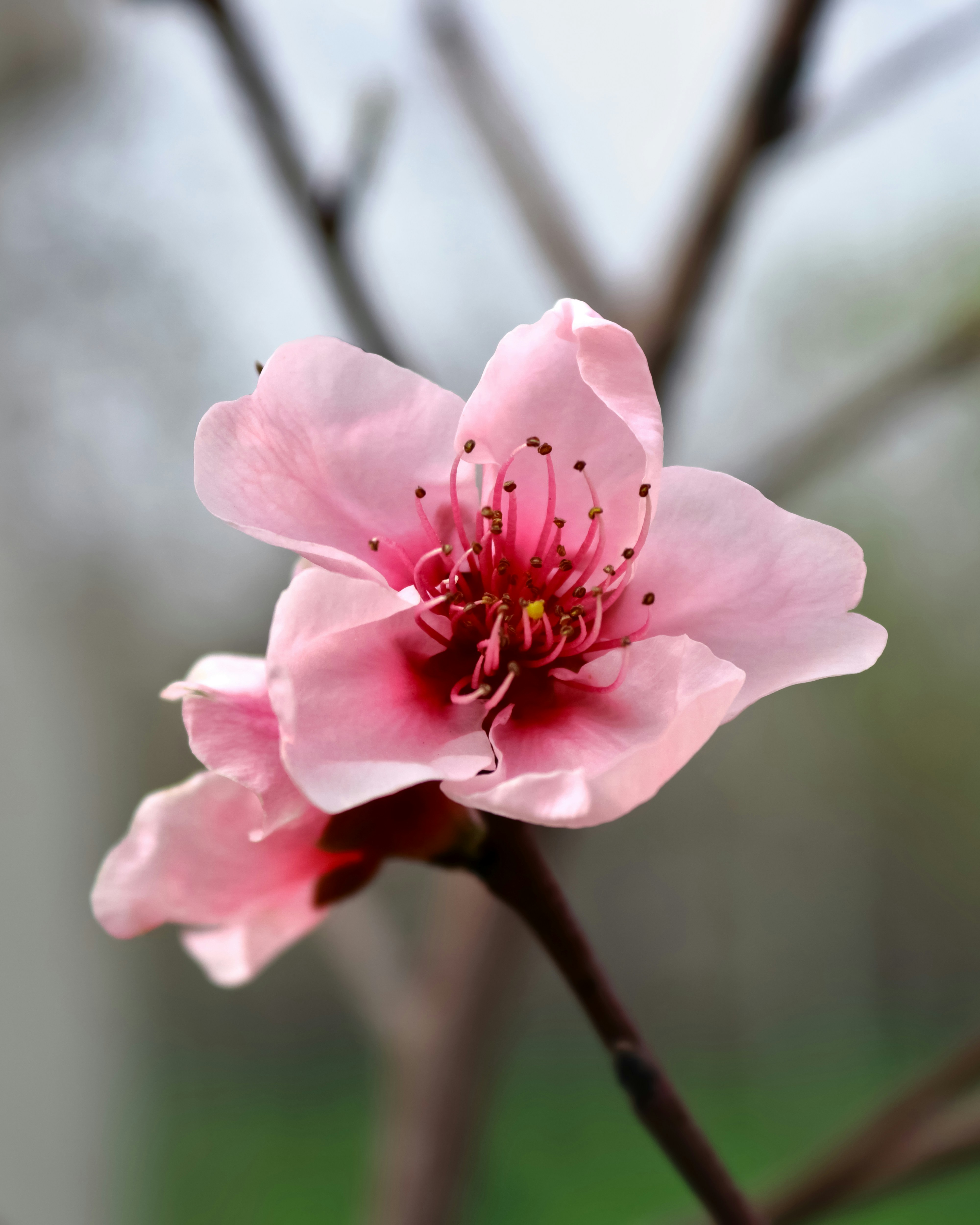 Crimson Heart in a Pink Petal: A Close-Up Bloom