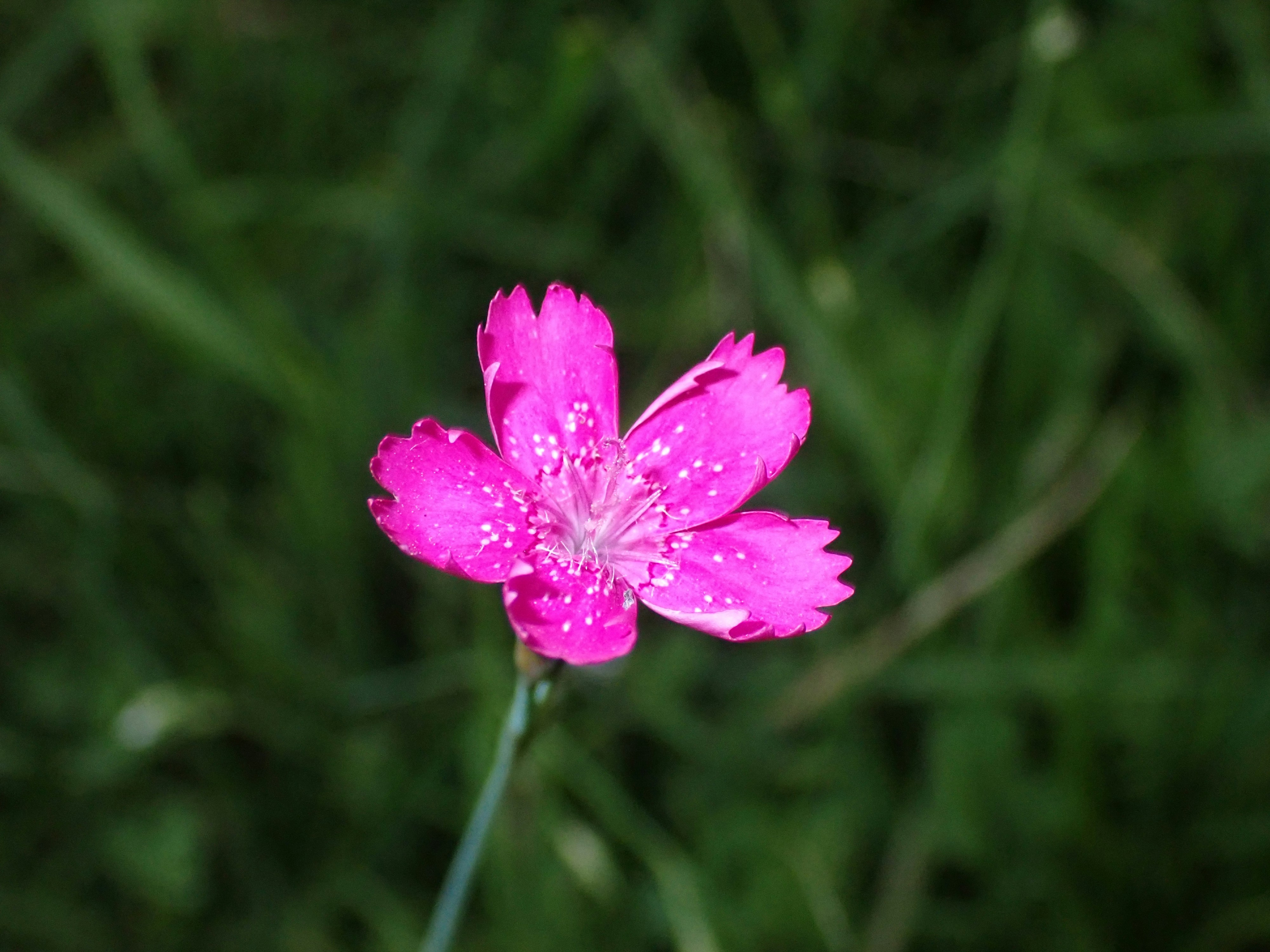 A vivid pink flower stands out against a lush green background, showcasing its delicate petals and intricate details.