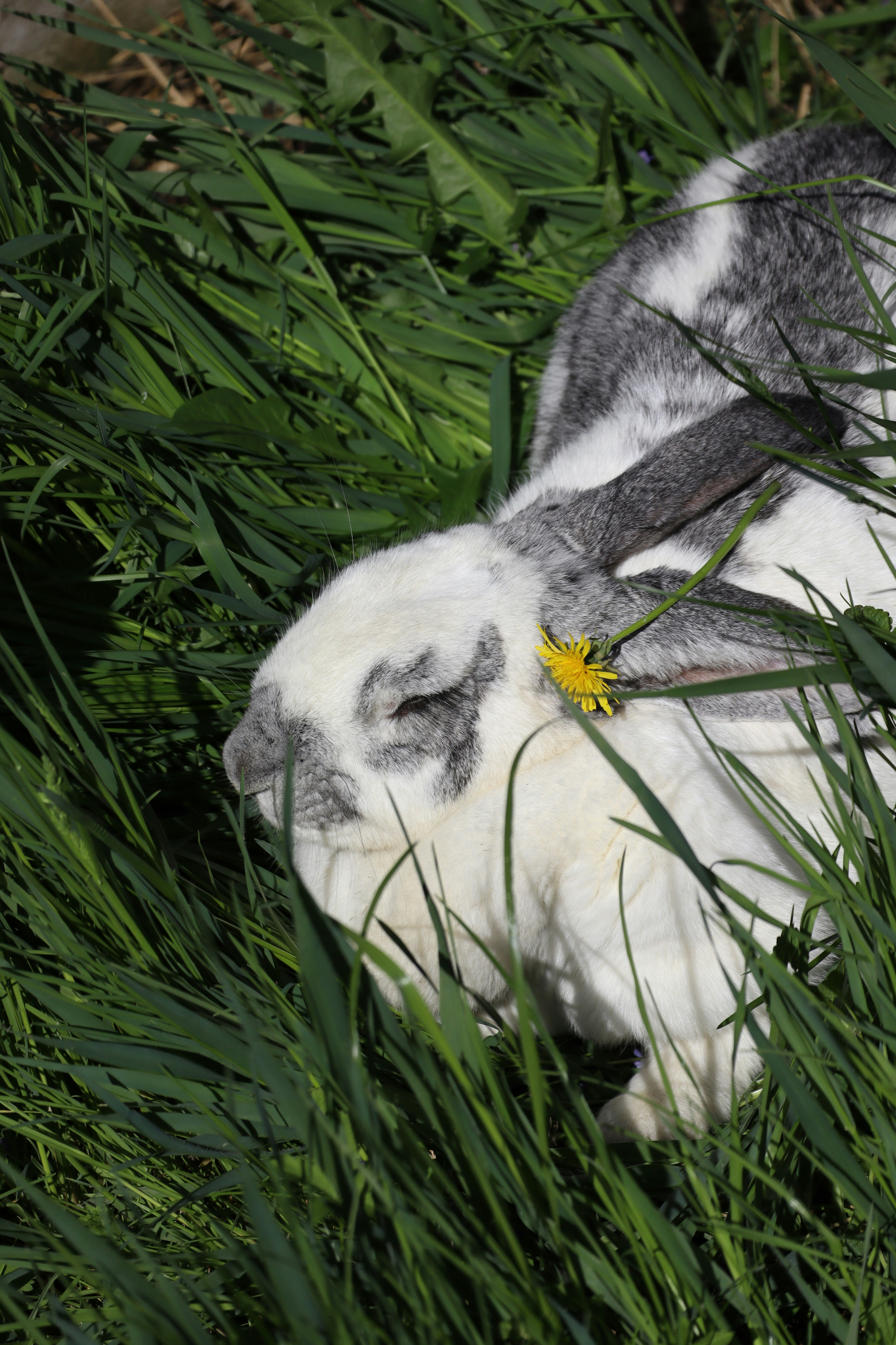 Sunlit Slumber in the Grass: A White-Grey Rabbit and a Dandelion