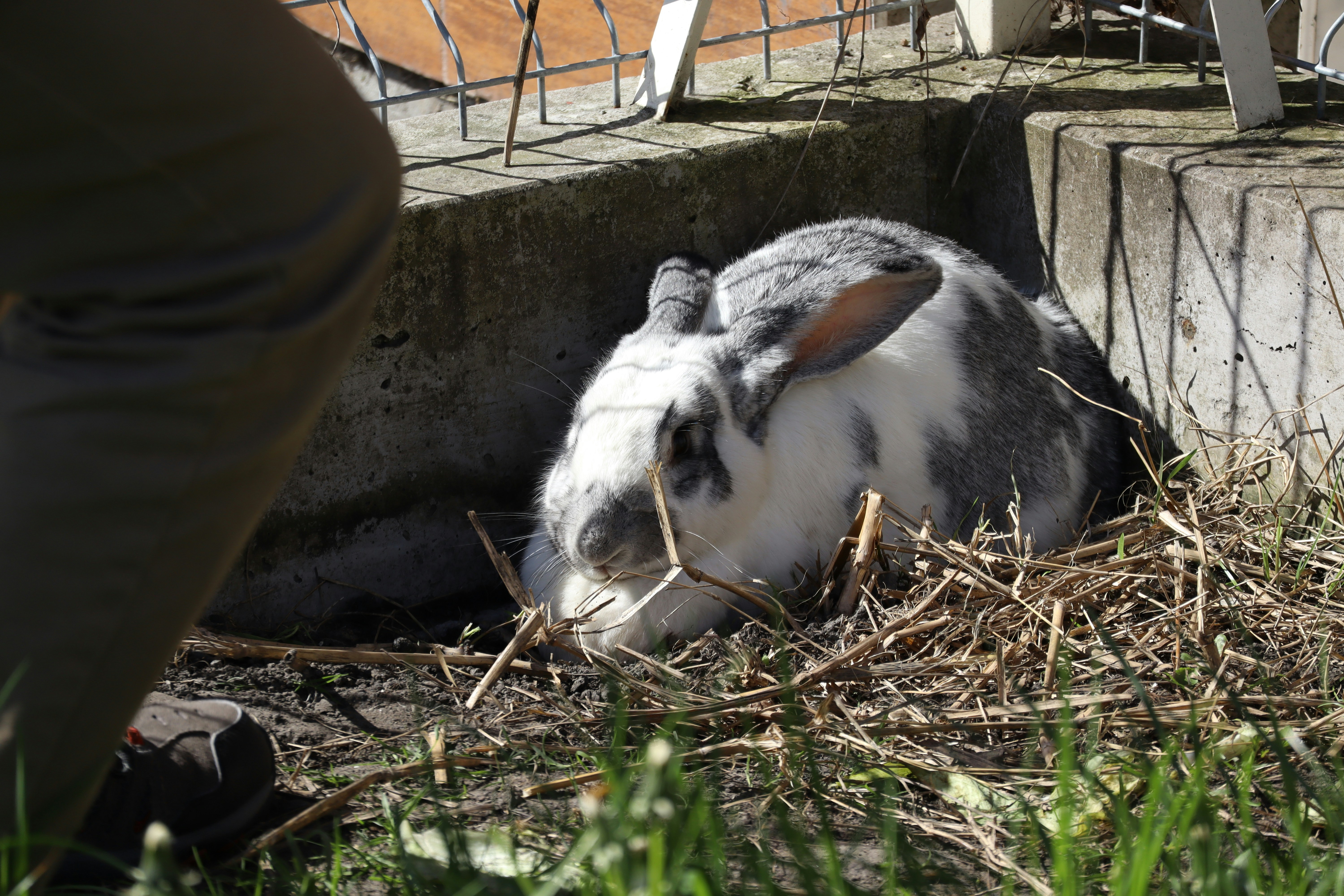 Quiet Moments in the Garden: A Rabbit's Retreat
