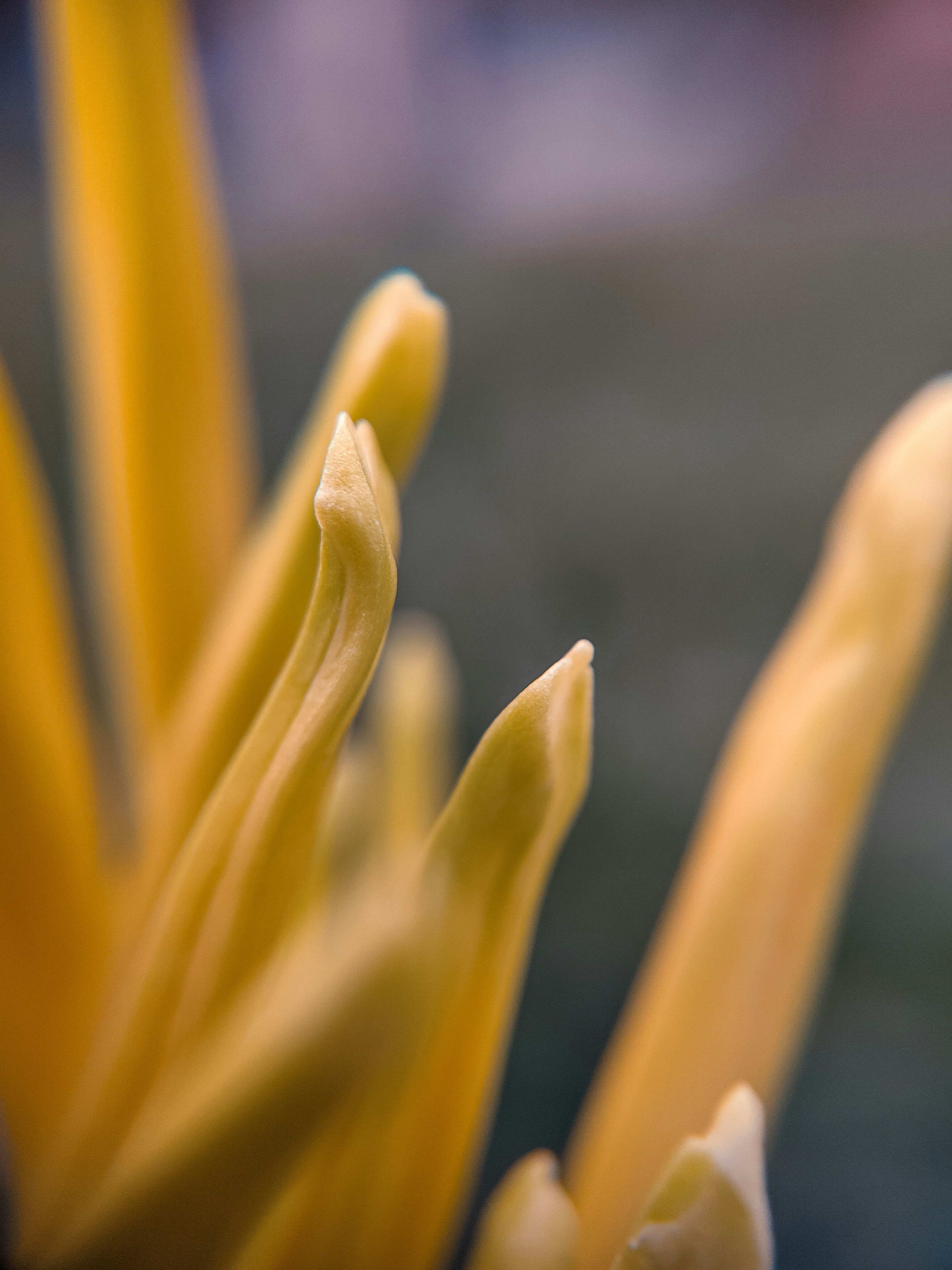 Yellow flower petals are captured in a close-up.