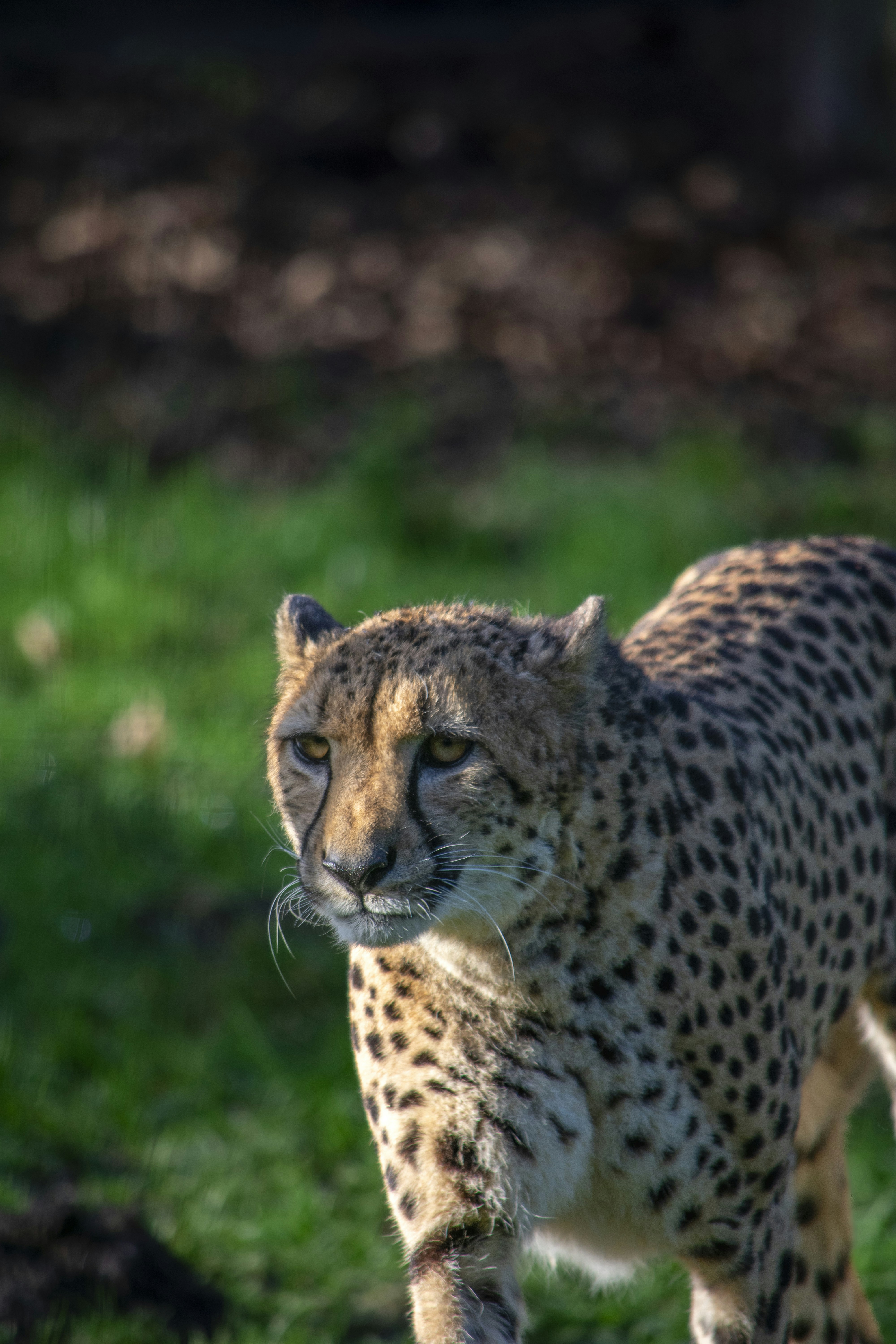 Cheetah walking through a sunlit patch of grass, showcasing its distinctive spotted coat and focused expression.