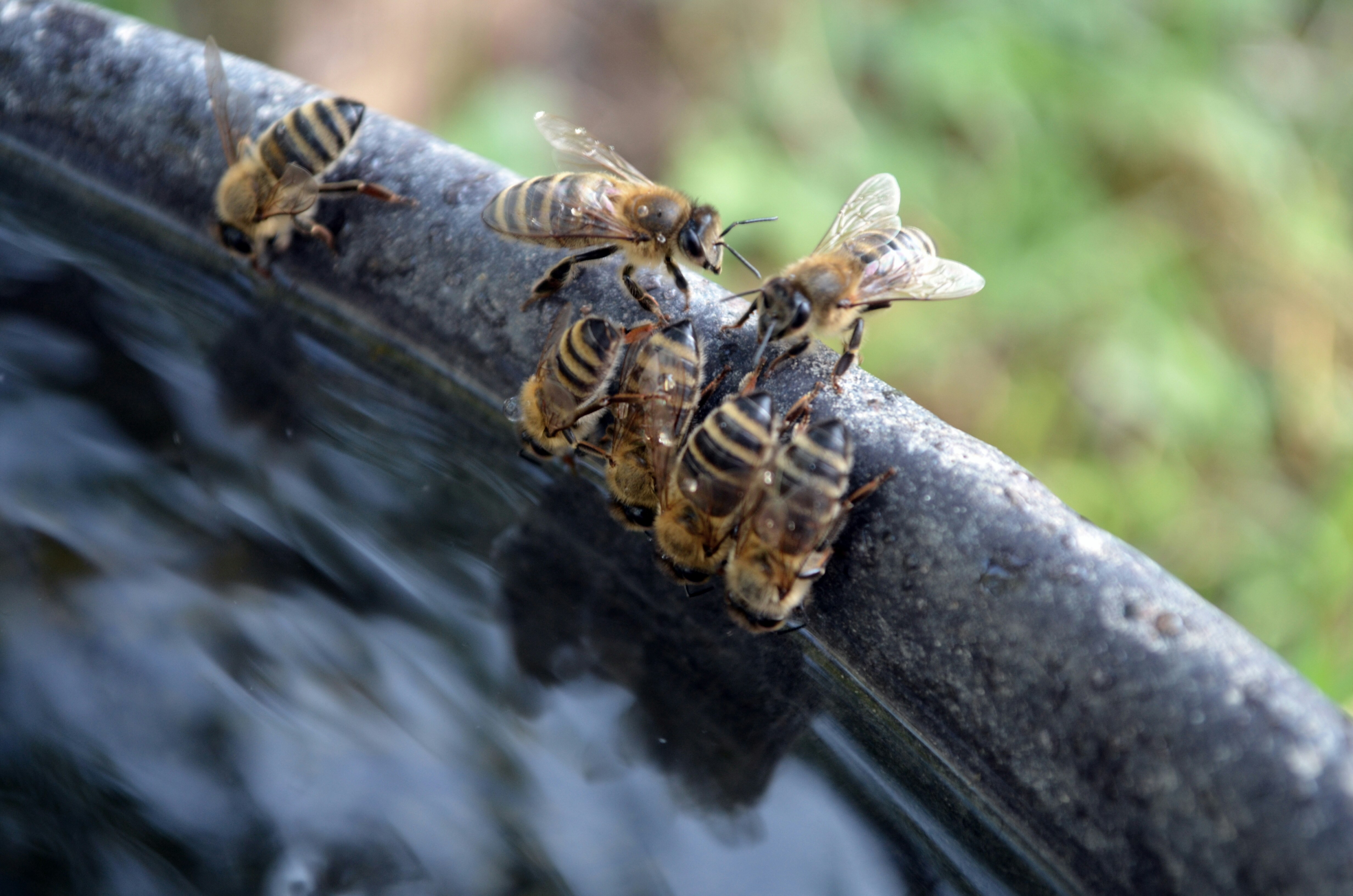 Bee Chorus on the Rim: A Tiny Confluence of Motion and Metal