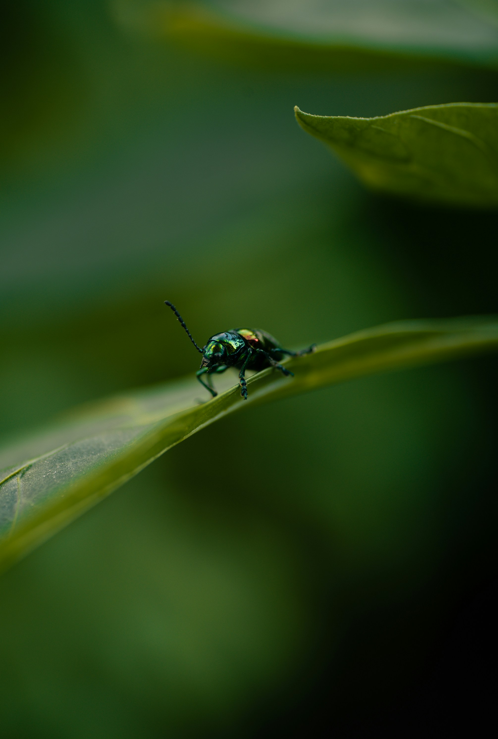 A shiny beetle rests on a green leaf.