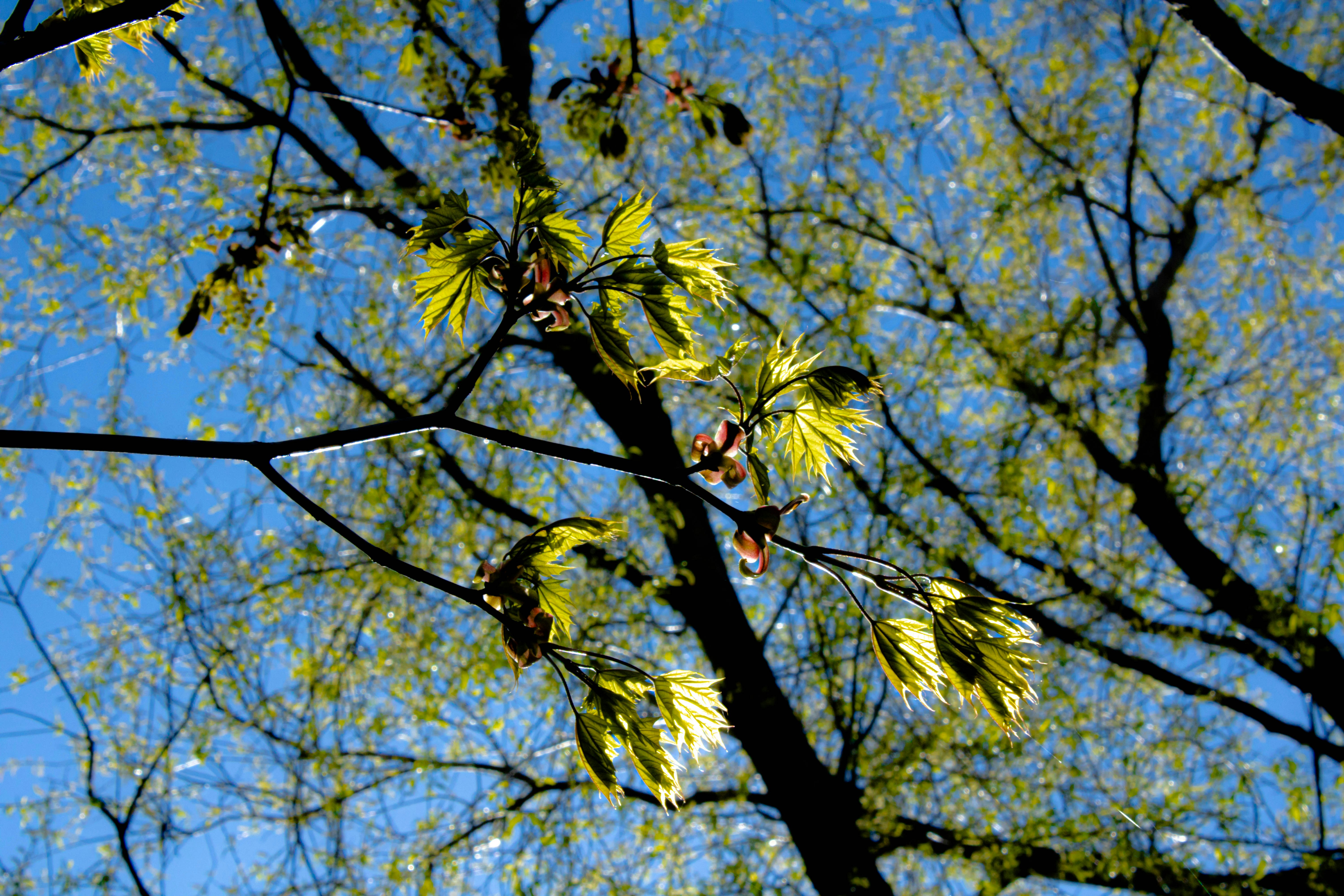 Sunlit Buds: Fresh Green Leaves Against a Deep Blue Sky