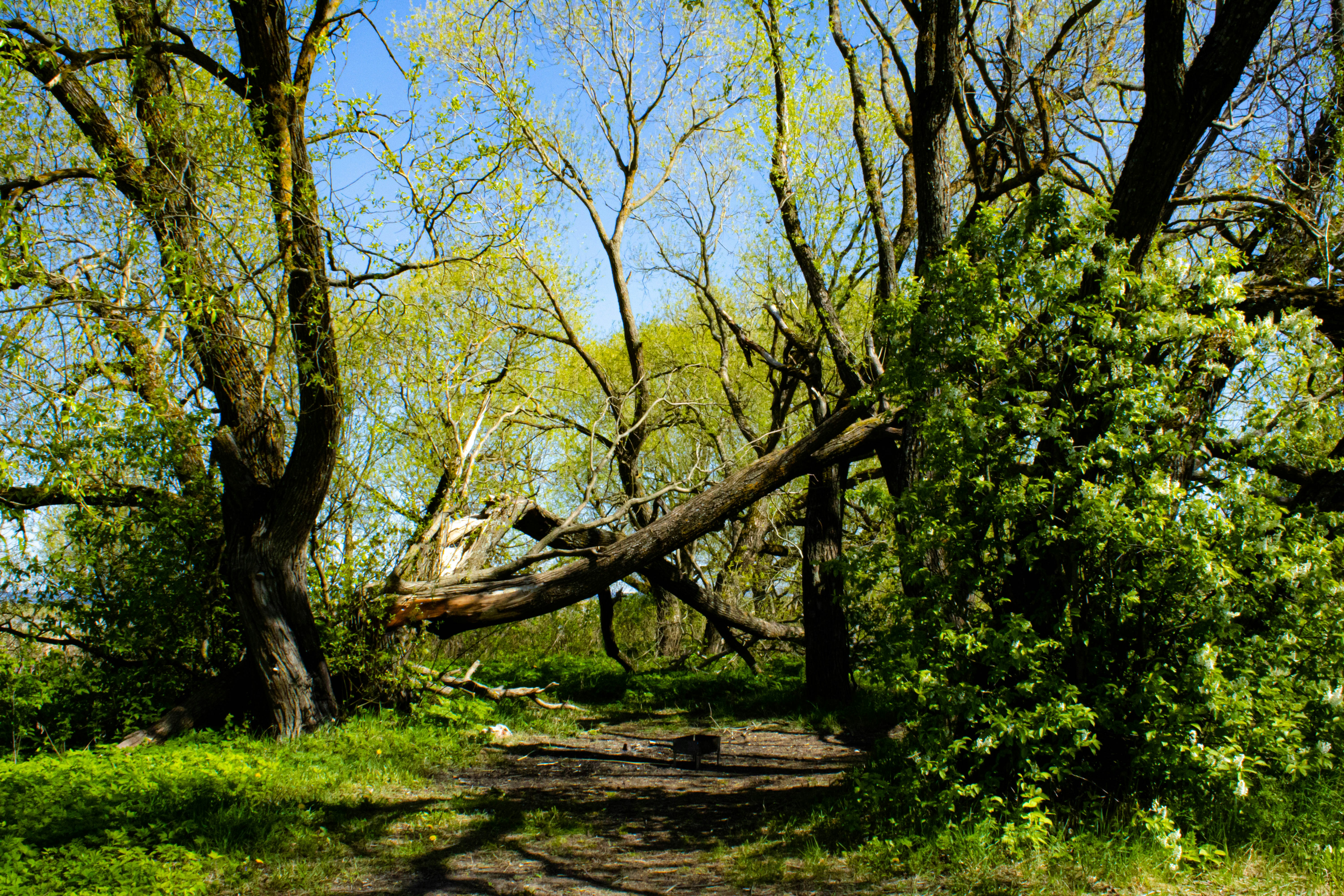 Fallen tree across a forest path. photo – Free Forest Image on Unsplash