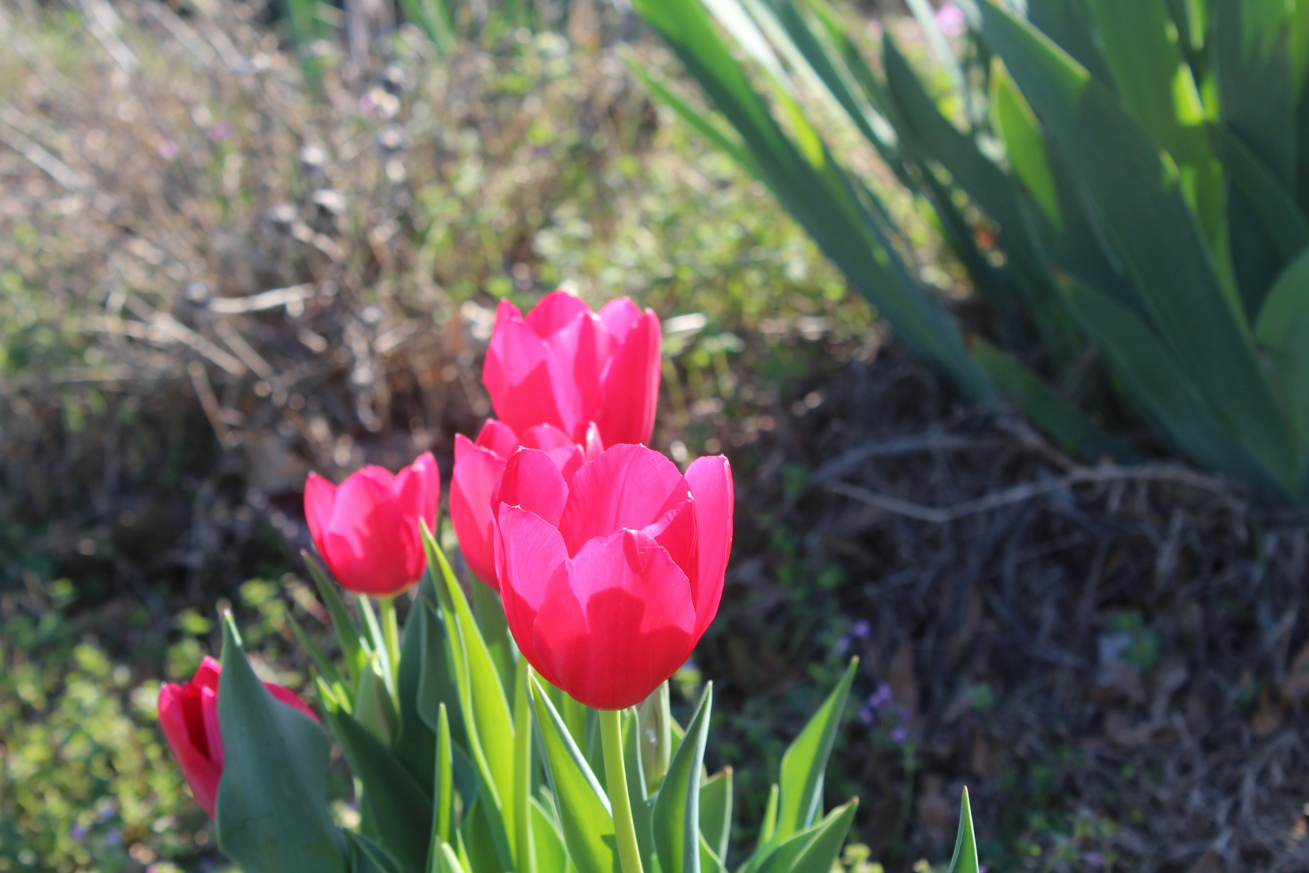Bright red tulips bloom beautifully in the garden.
