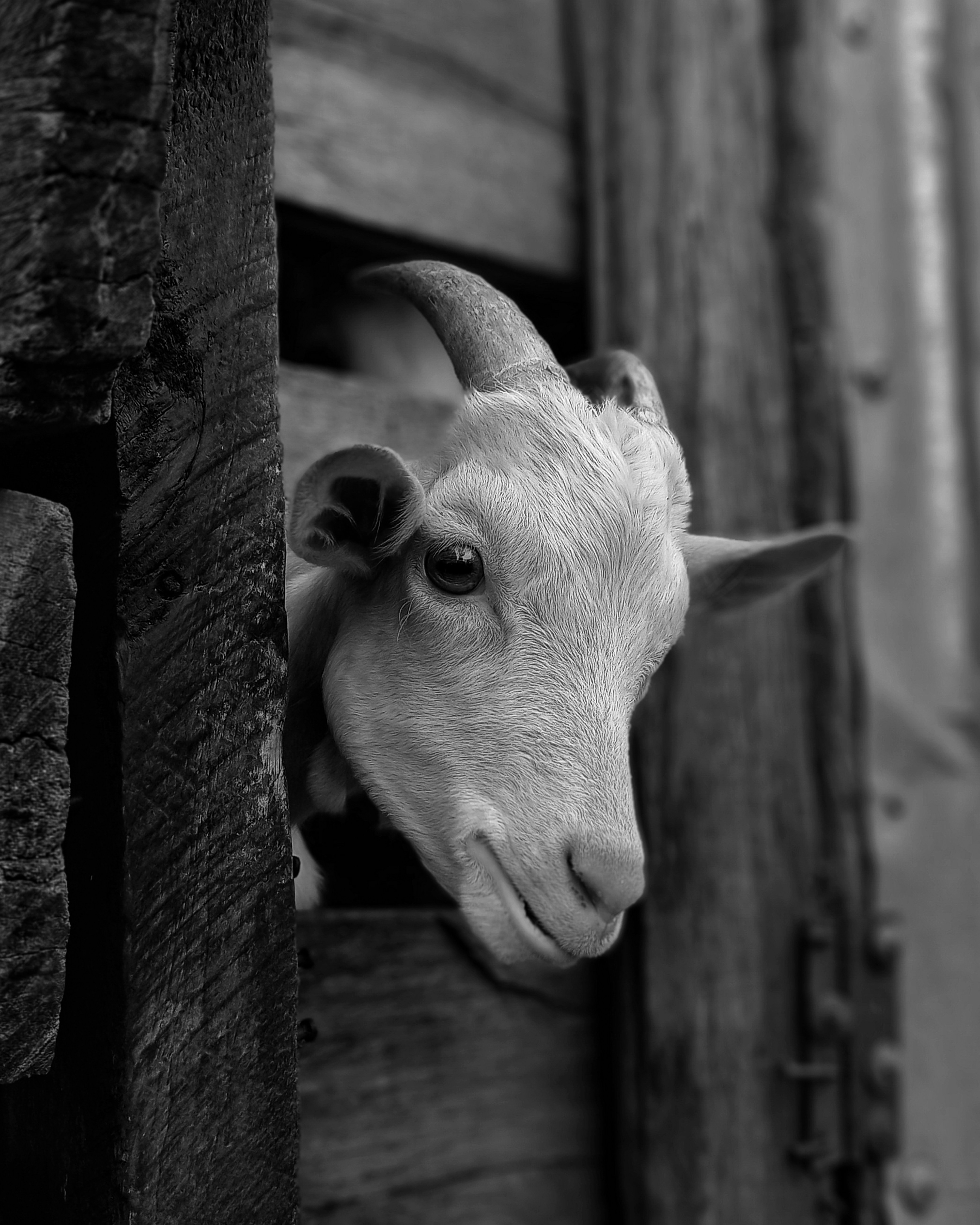A goat peeks out of a wooden enclosure.
