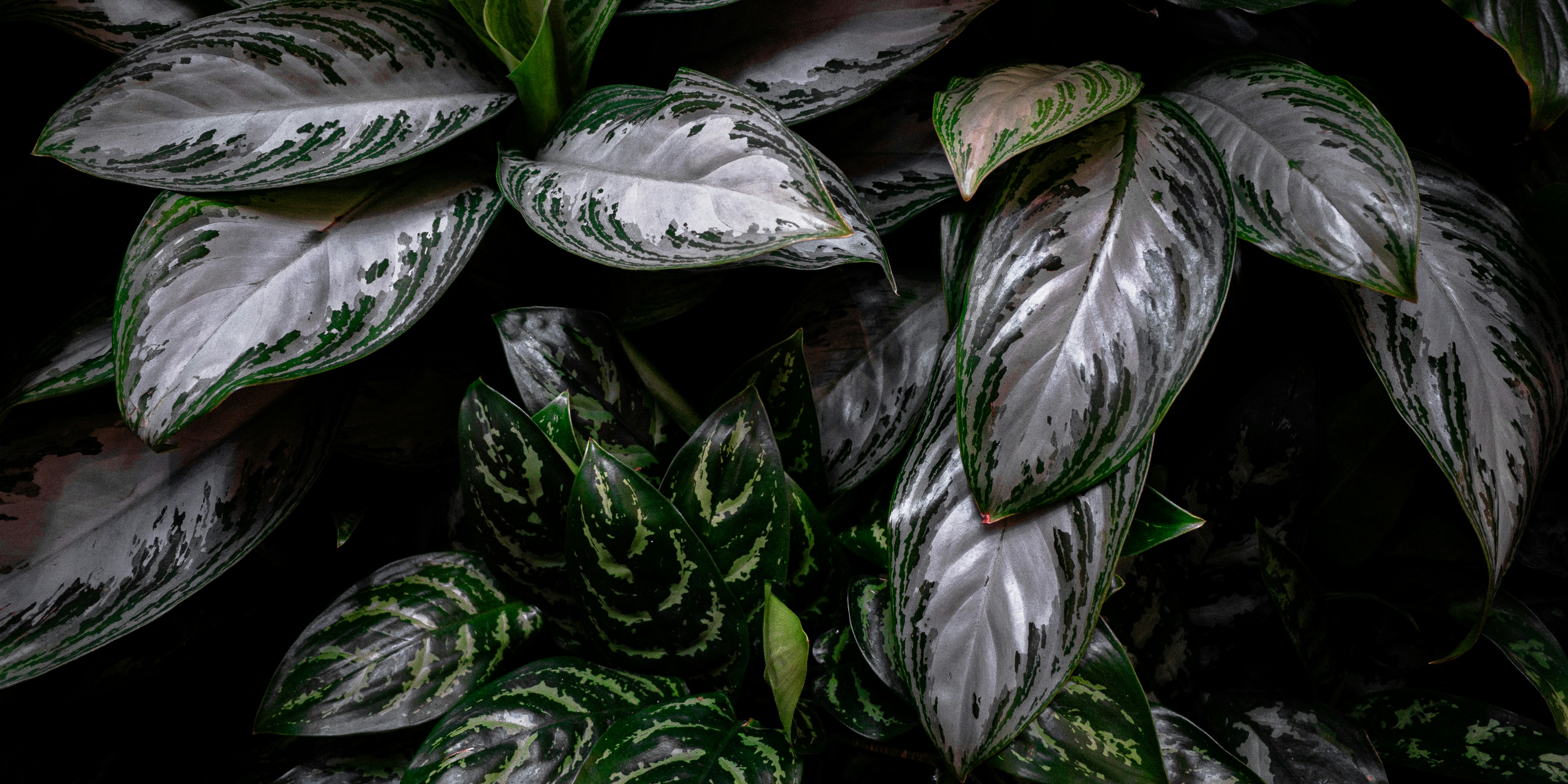 Whispers of the Green Canopy