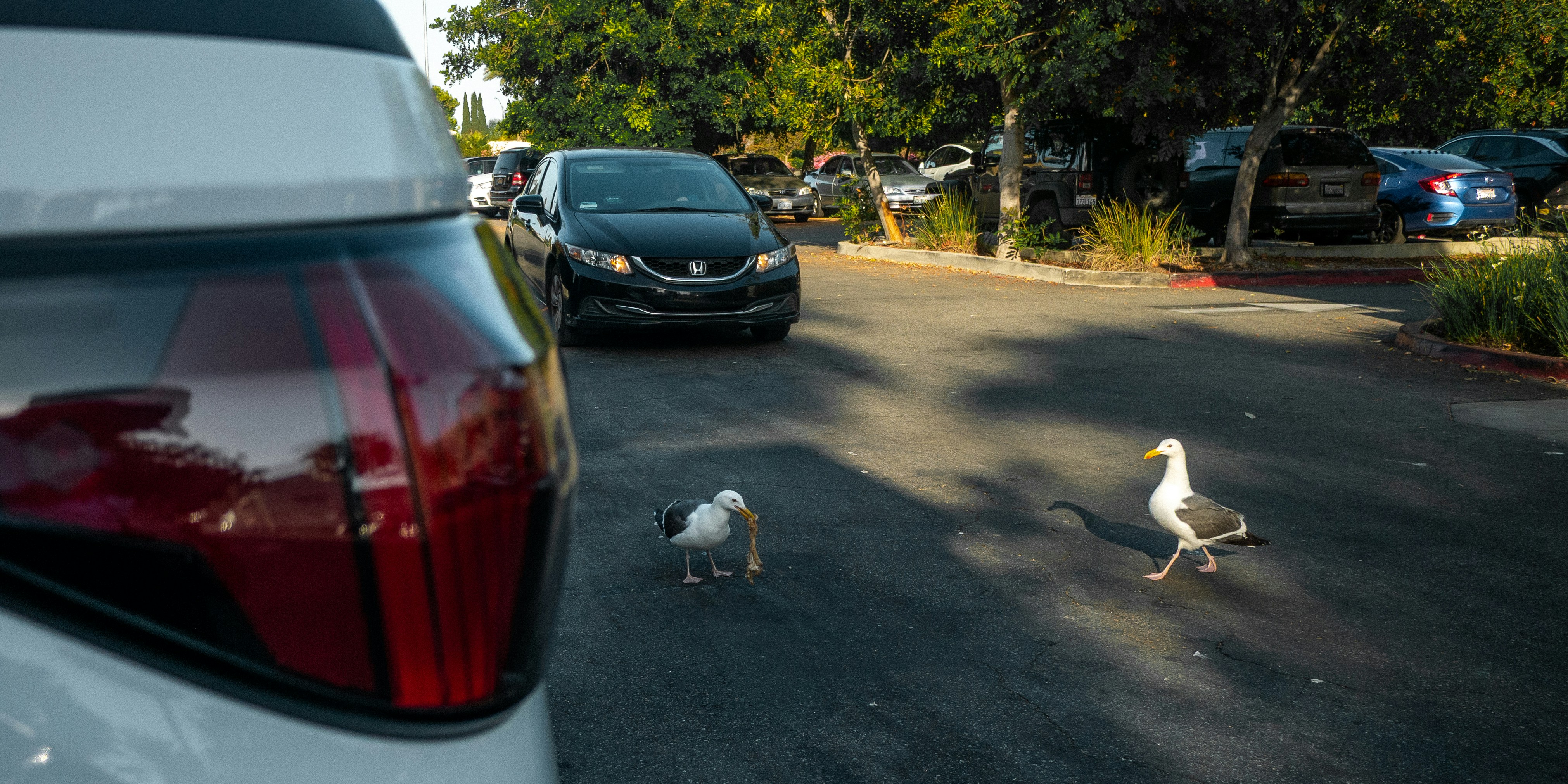 Parking Lot Serenade: Two Seagulls Cross Paths Amid Quiet Traffic