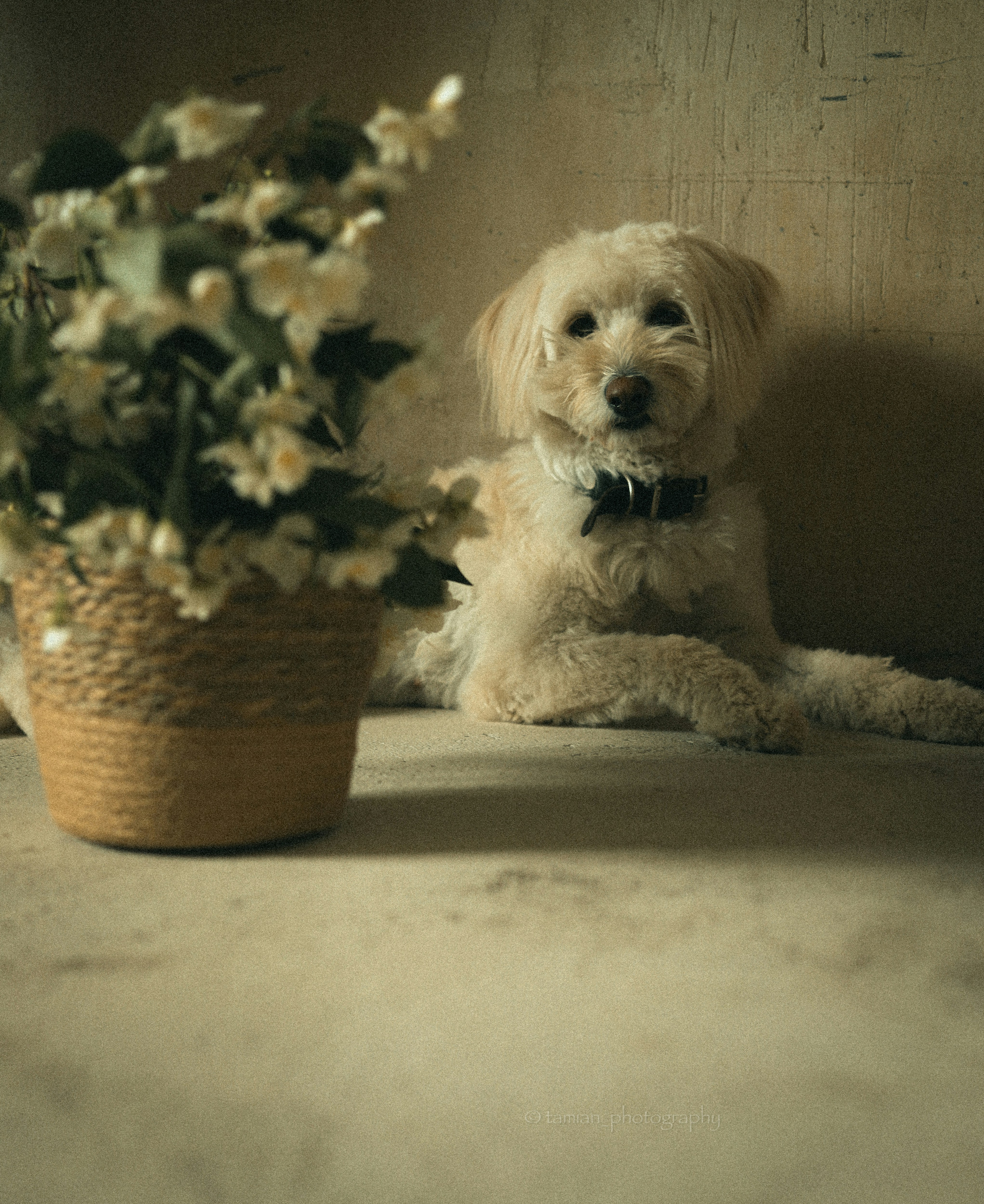 Fluffy Quietude by Bloom: A Pet Portrait in Warm Light