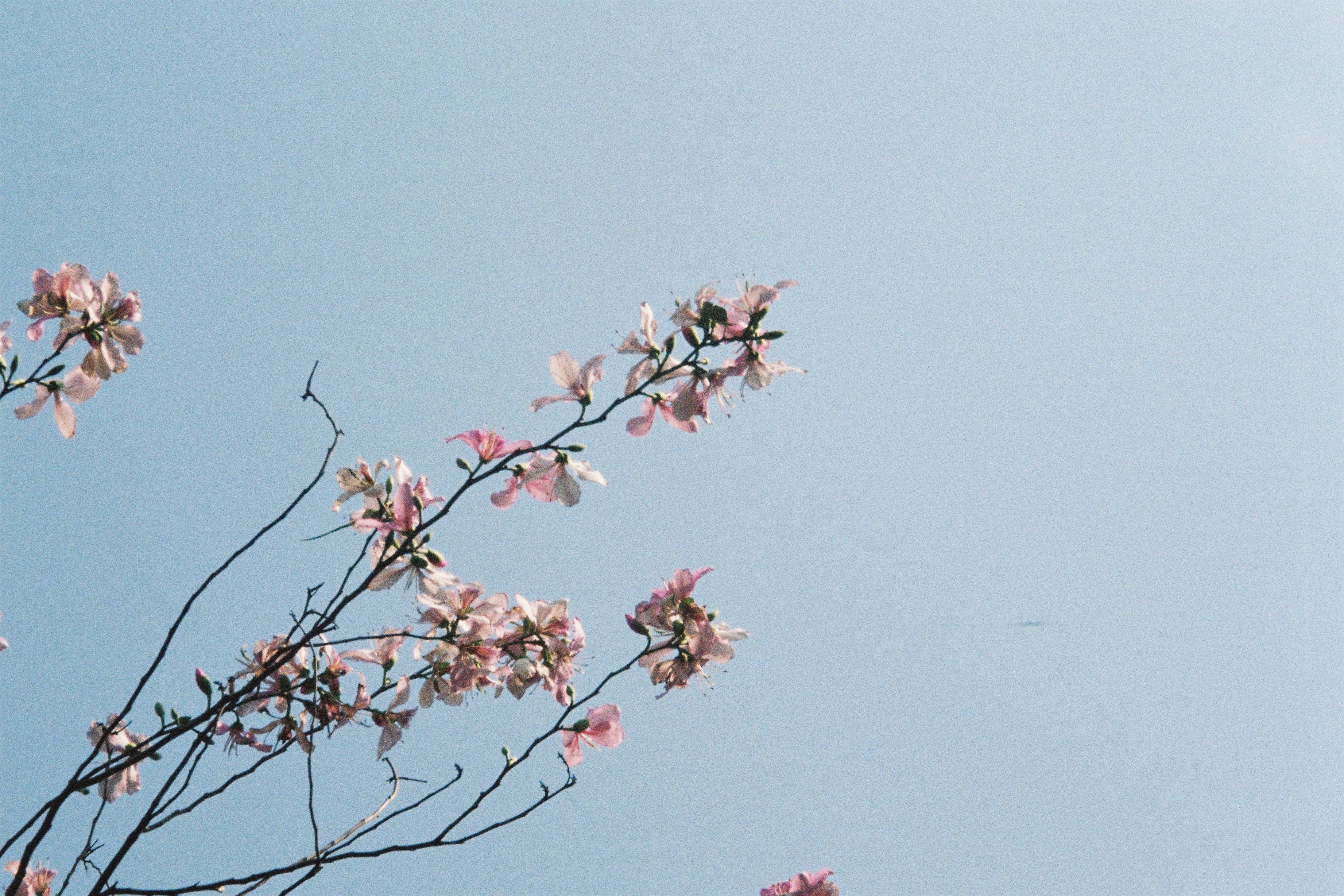 Pink blossoms reach towards a clear blue sky.