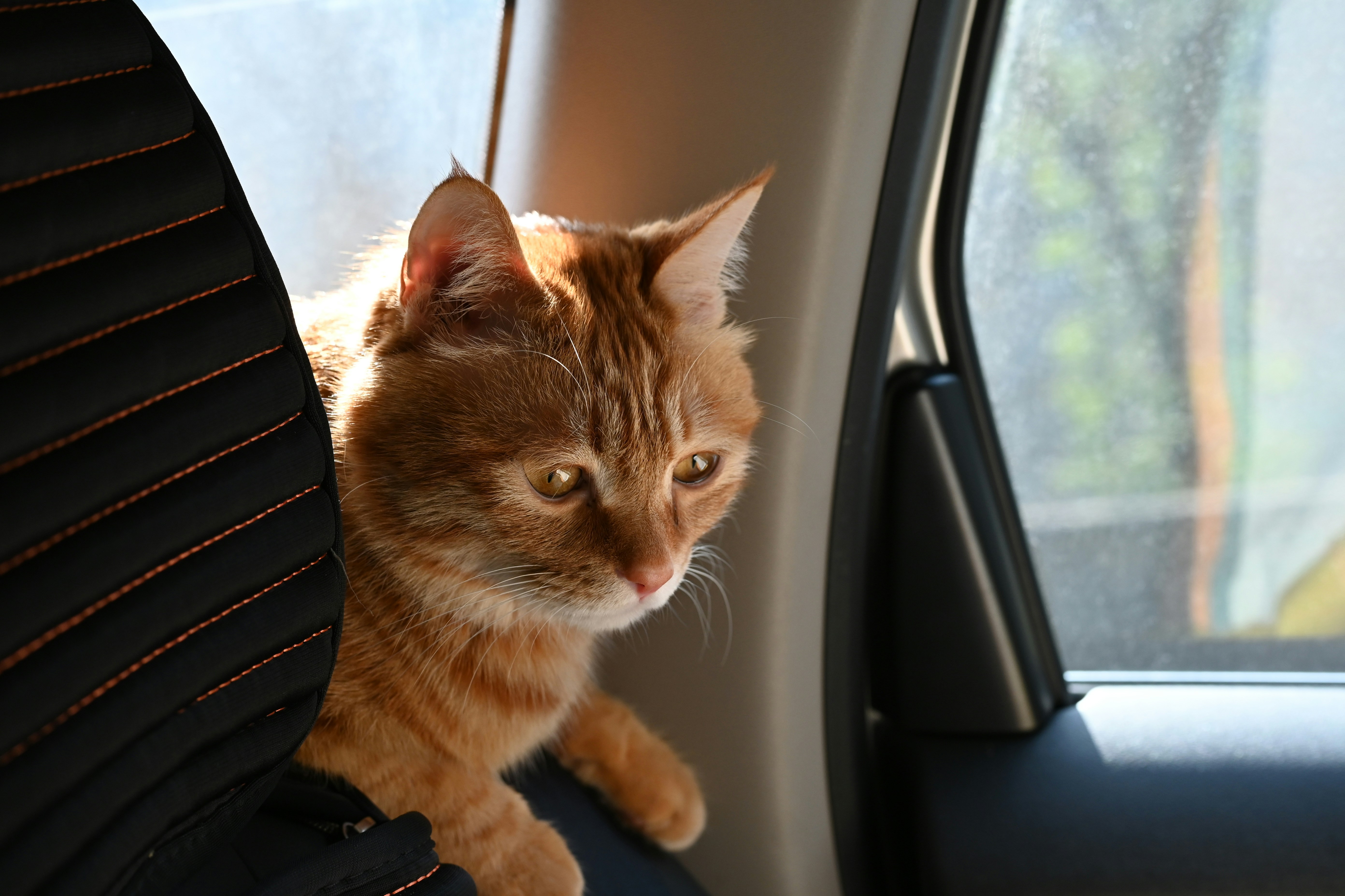 Morning Light, Ginger Gaze: Cat at the Car Window
