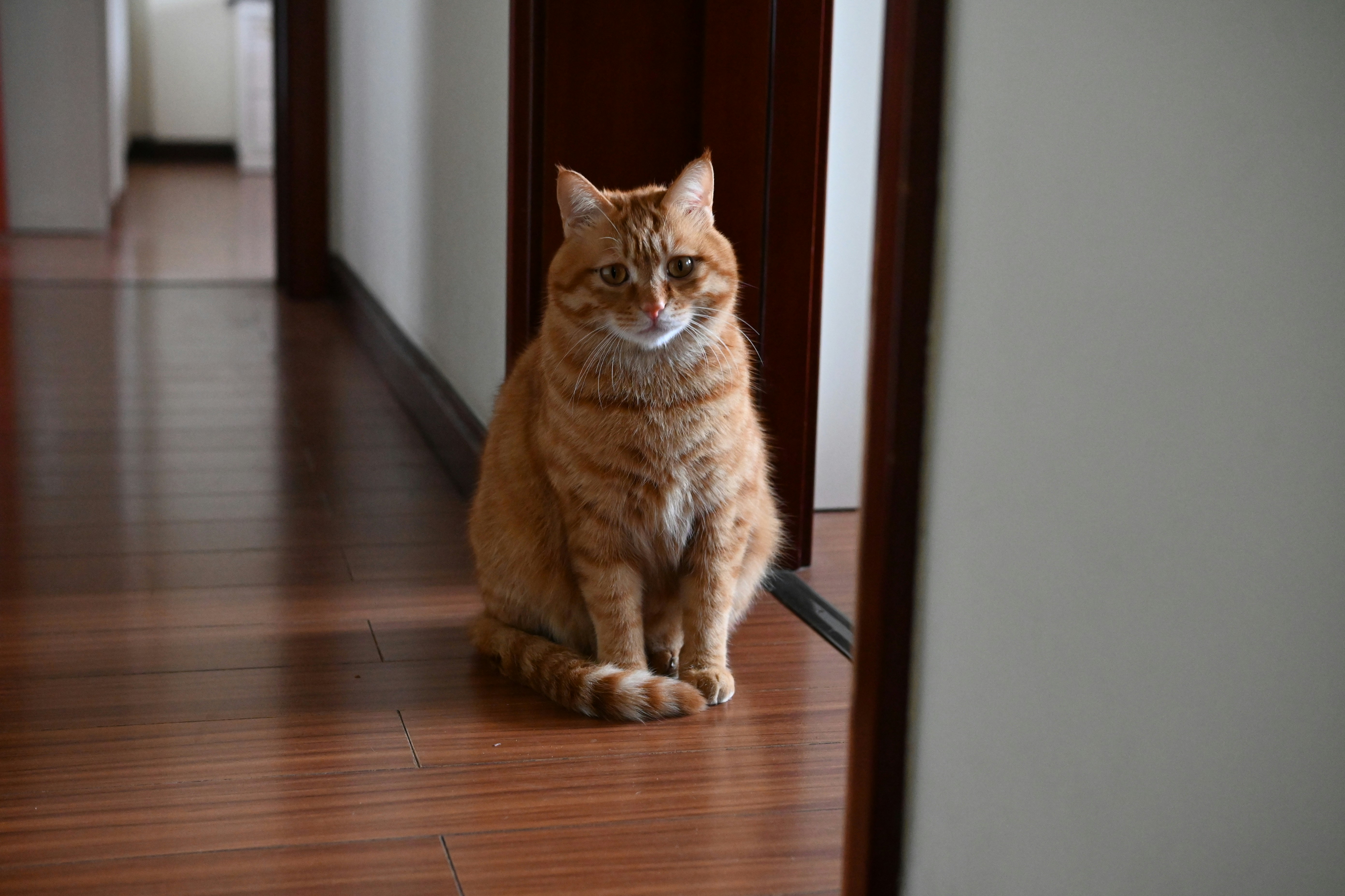 Orange cat sits on a wooden hallway floor. photo – Free Cat Image on ...