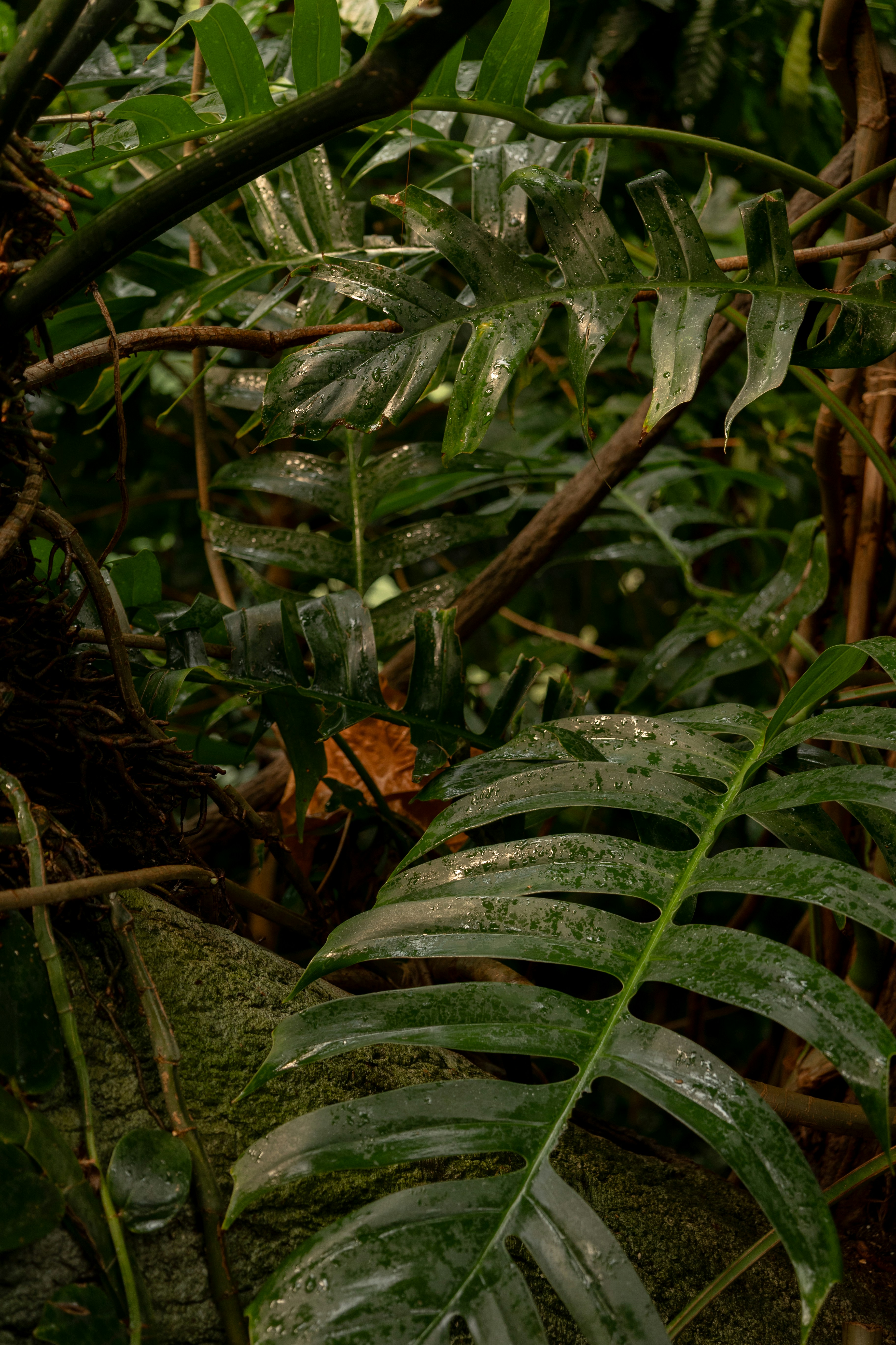 Dew-kissed tropical leaves intertwine, showcasing the rich textures and vibrant hues of a dense rainforest habitat.