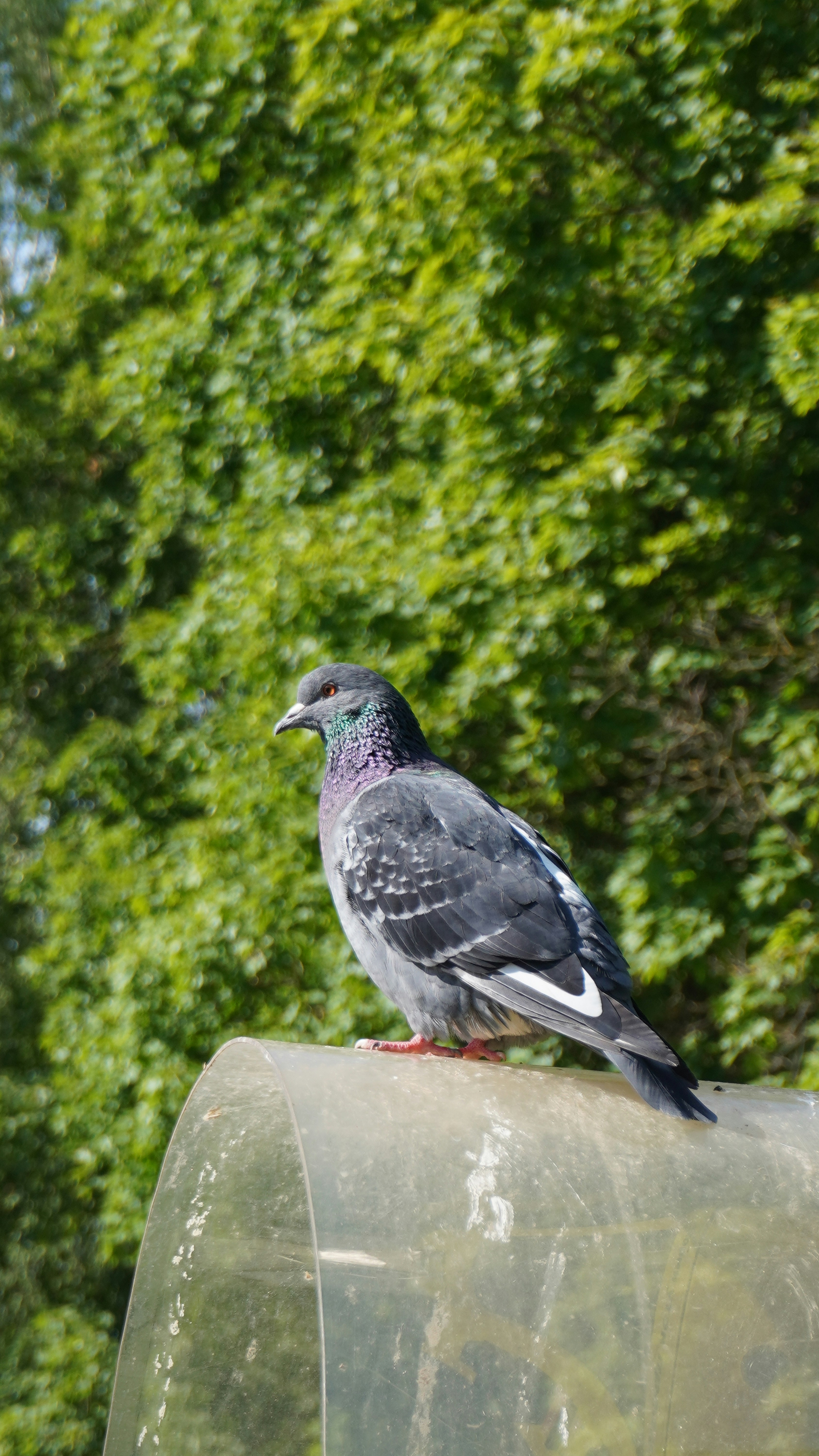 Urban Avian Sentinel: The Pigeon on Patrol
