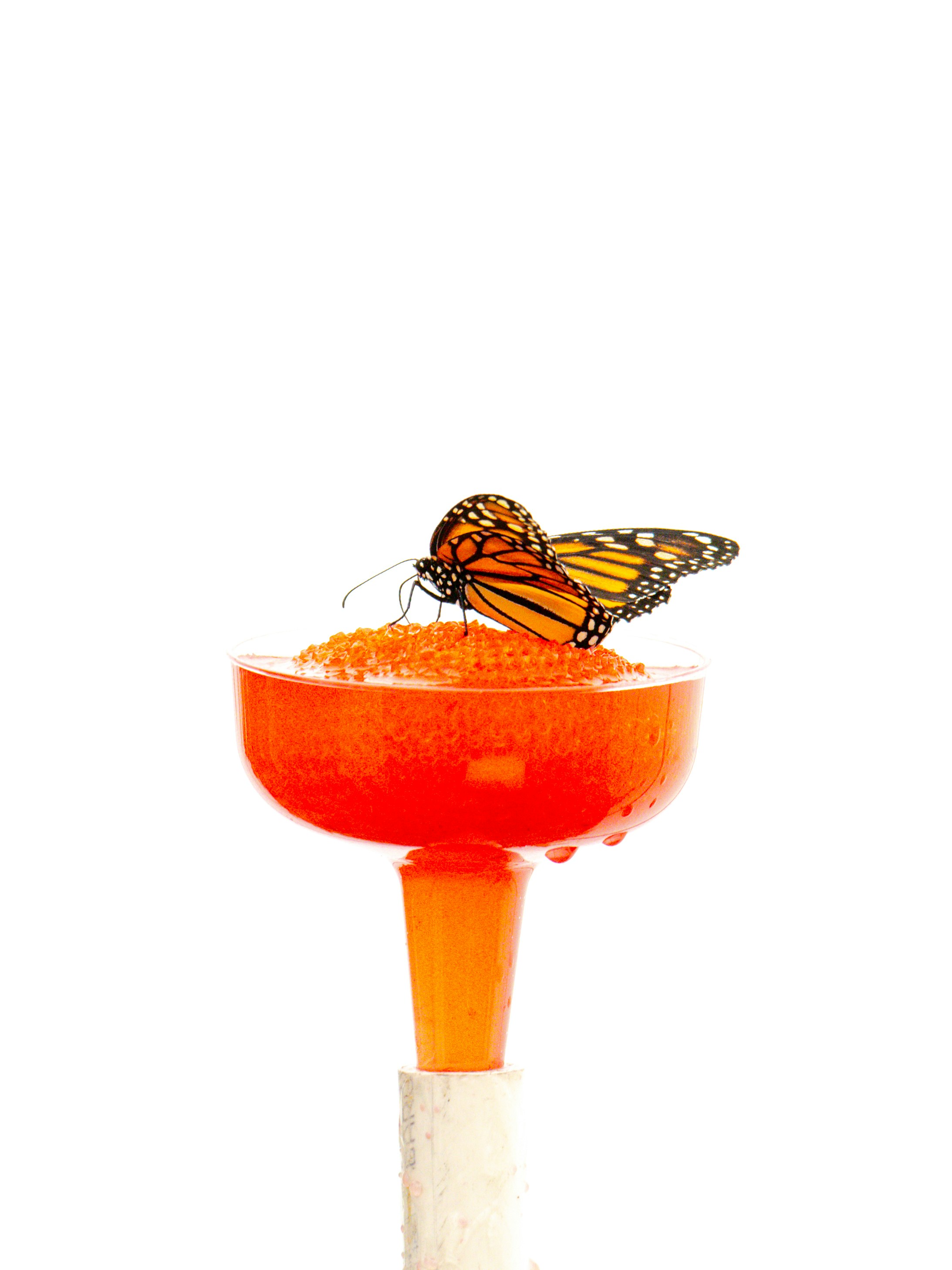 Whimsical Encounter: Monarch on Citrus Delight