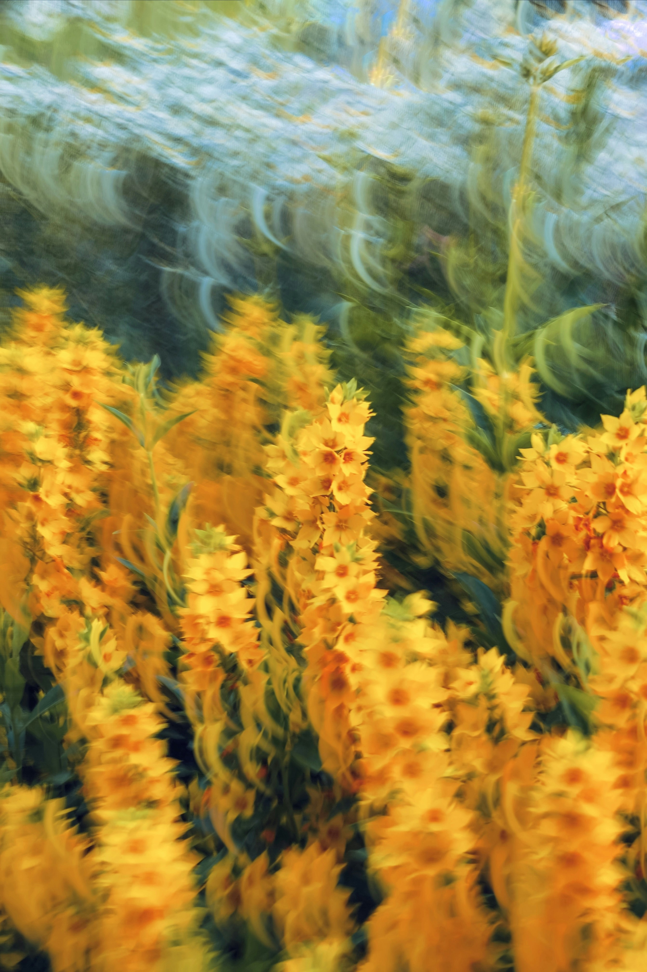 Vibrant yellow flowers bloom with artistic motion. photo – Free ...