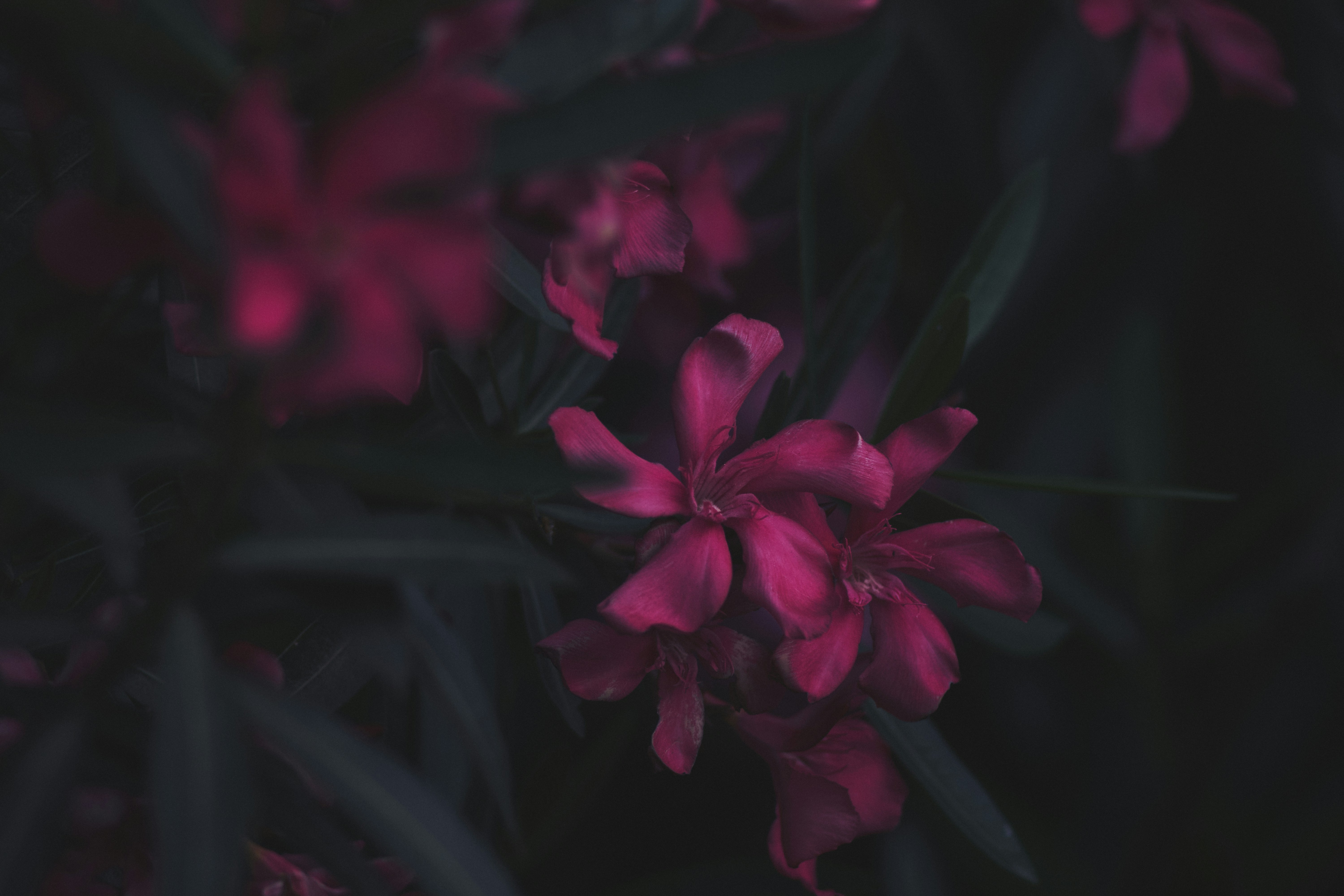 Dark pink flowers bloom in a shadowy garden. photo – Free Flowers Image ...