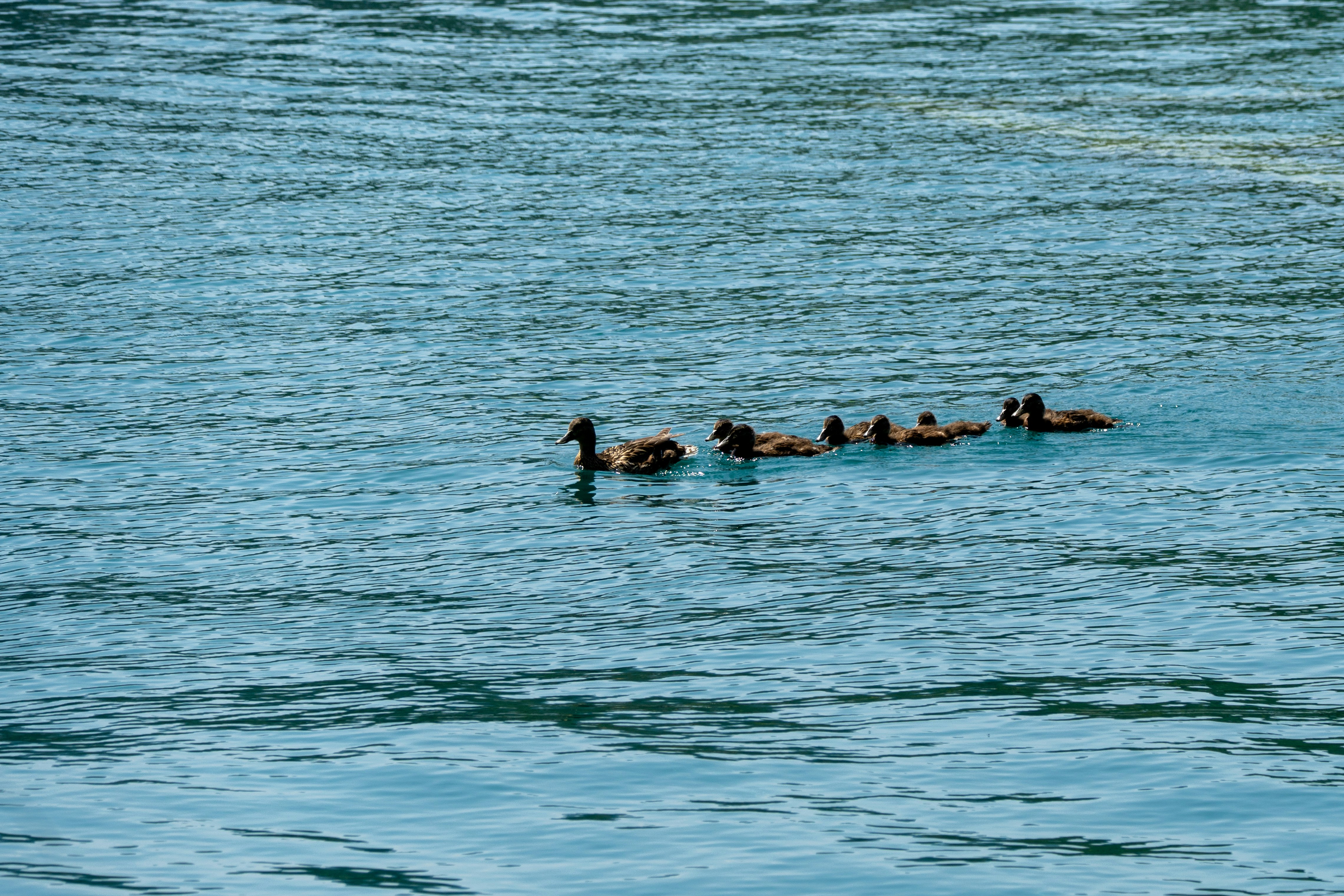 A mother duck leads a line of ducklings across calm, shimmering blue water, their formation gently rippling the surface in perfect harmony. This heartwarming moment captures the simplicity and unity of life on the lake. | A mother duck and her ducklings swim in water.