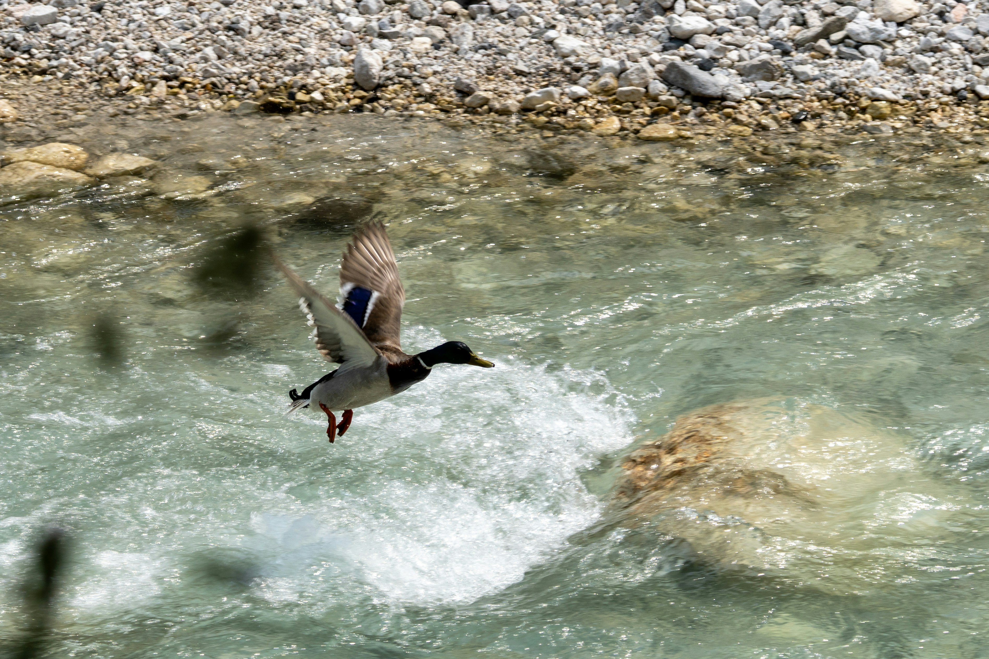 A mallard duck takes flight just above the rushing waters of a crystal-clear mountain stream, its wings outstretched and vibrant plumage catching the sunlight. The action-packed moment captures nature’s grace and vitality in motion. | A duck flies over rushing water.