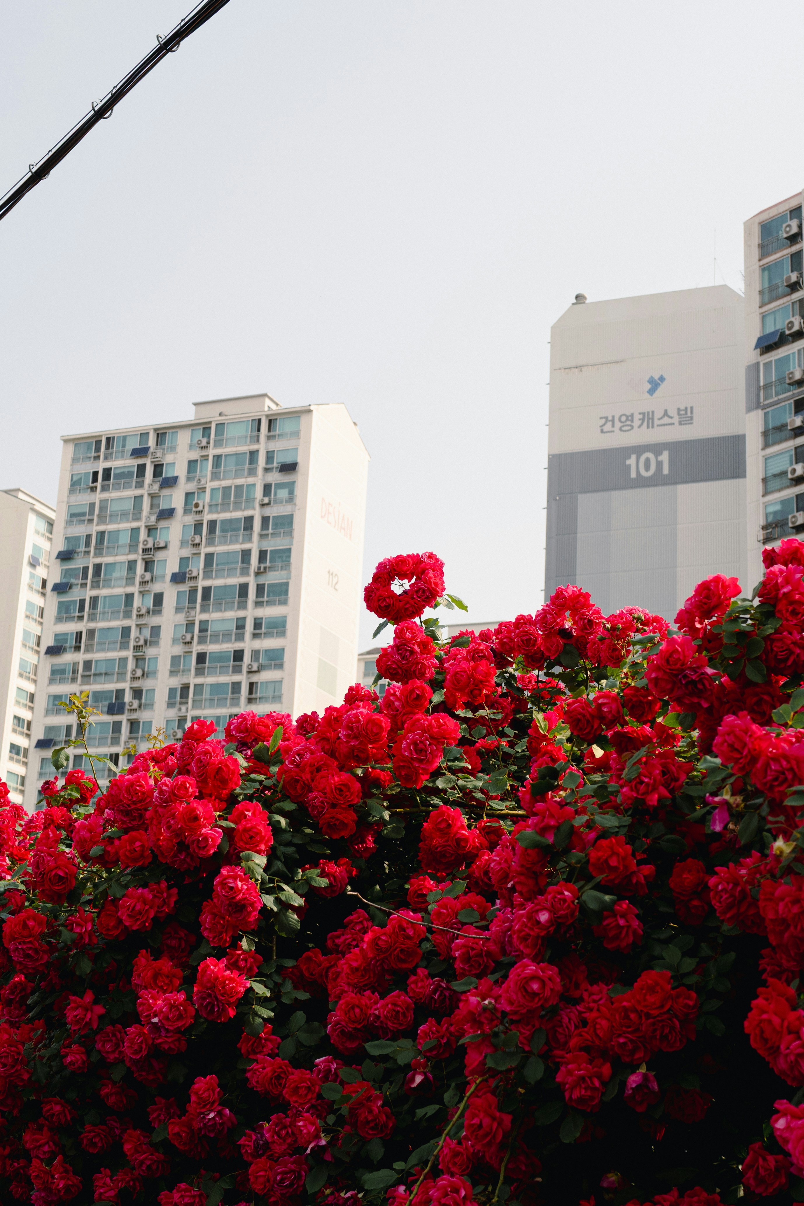 Red roses bloom in front of the apartment buildings. photo – Free ...
