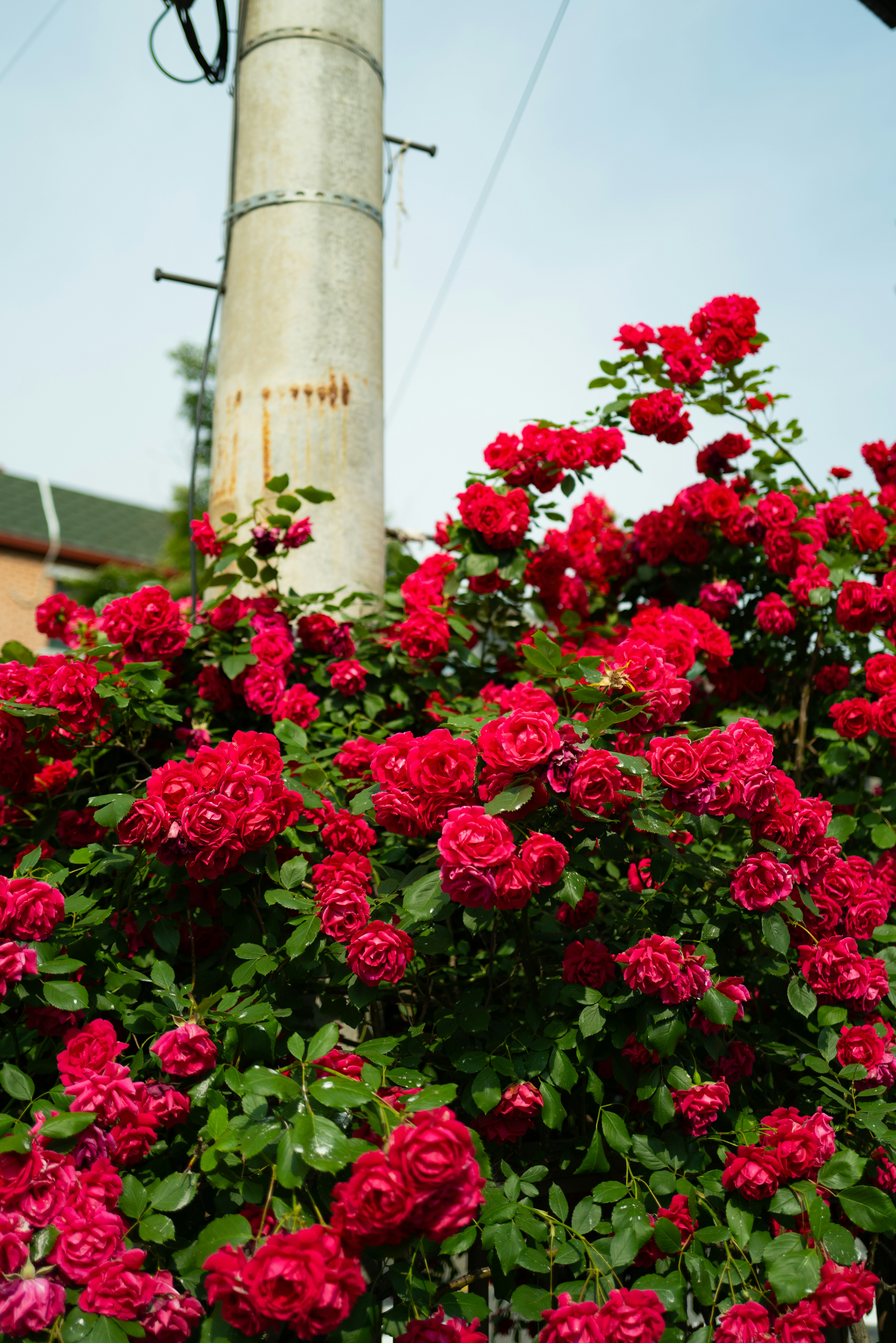 Crimson Rose Thicket Beside a Weathered Pole