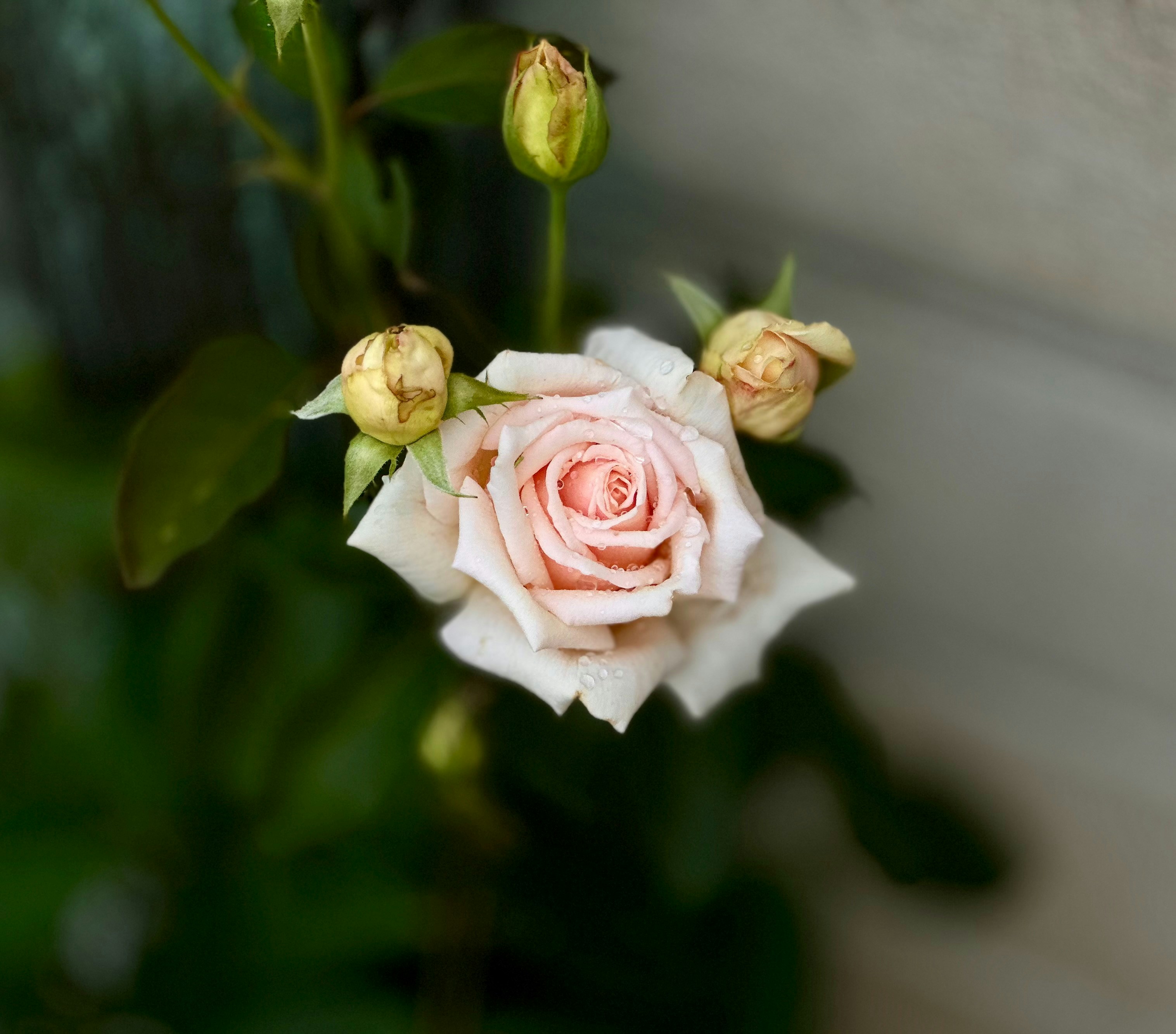 Delicate pink rose surrounded by budding flowers, showcasing the beauty of nature's growth and renewal.