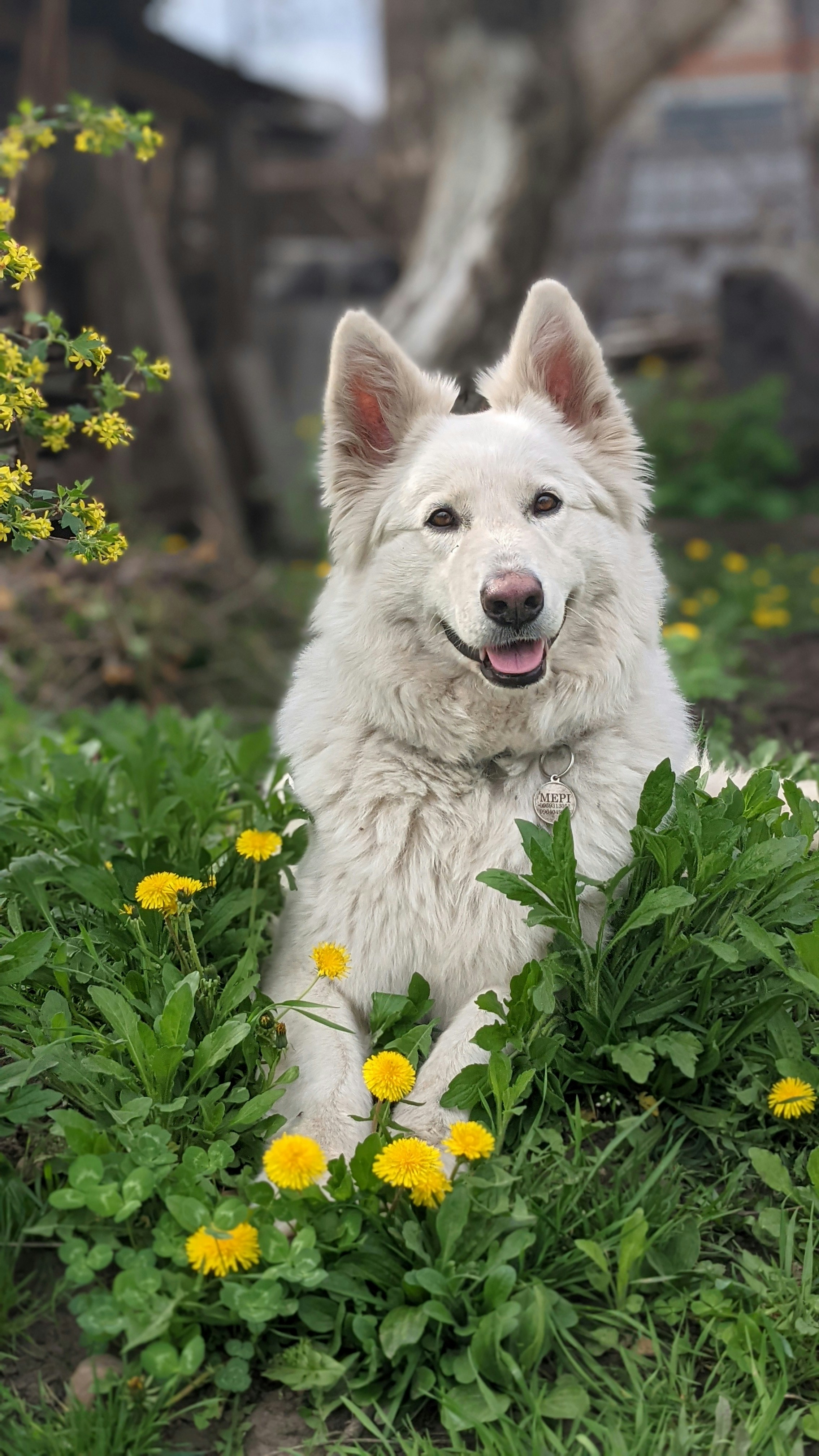 A fluffy white dog rests among vibrant yellow dandelions, exuding a cheerful demeanor in a lush green setting.