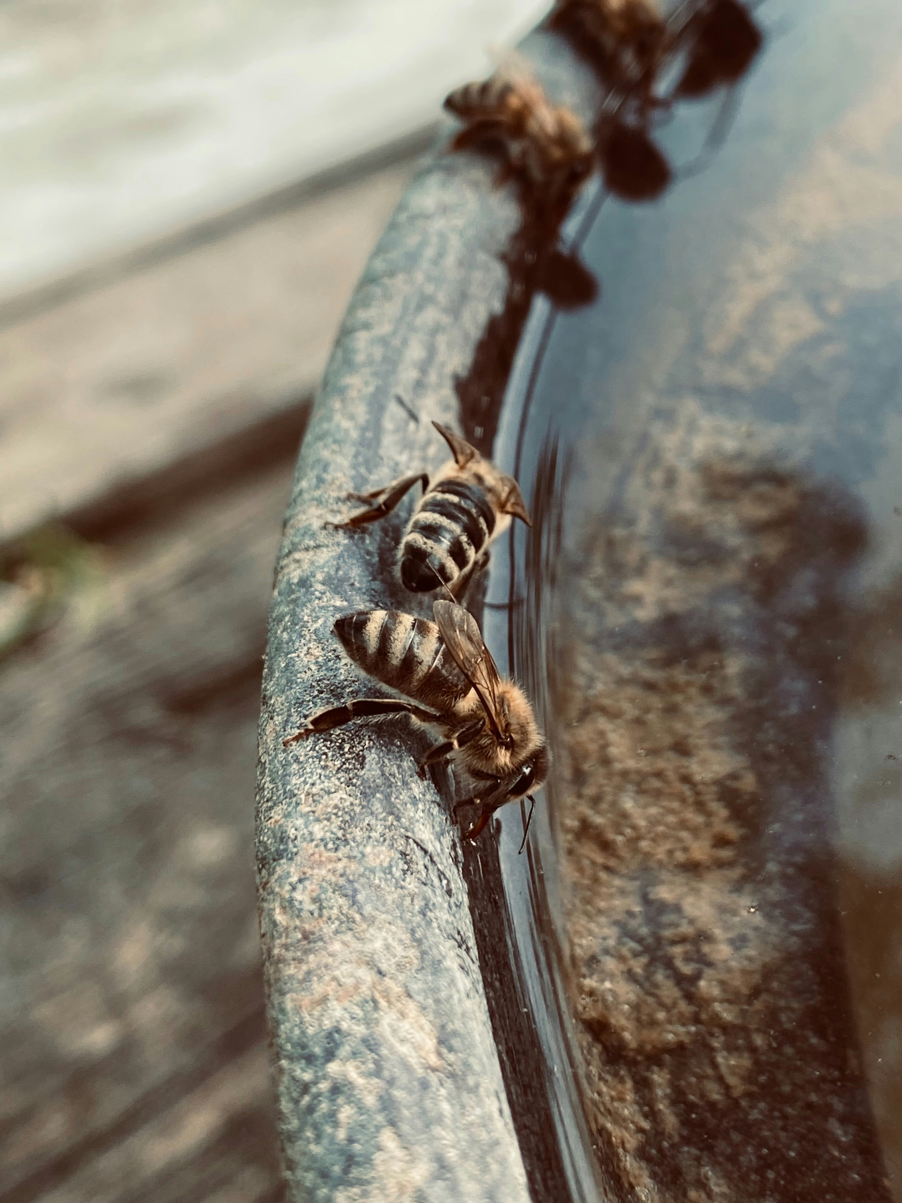 Bees at the Water's Edge: A Moment of Refreshment